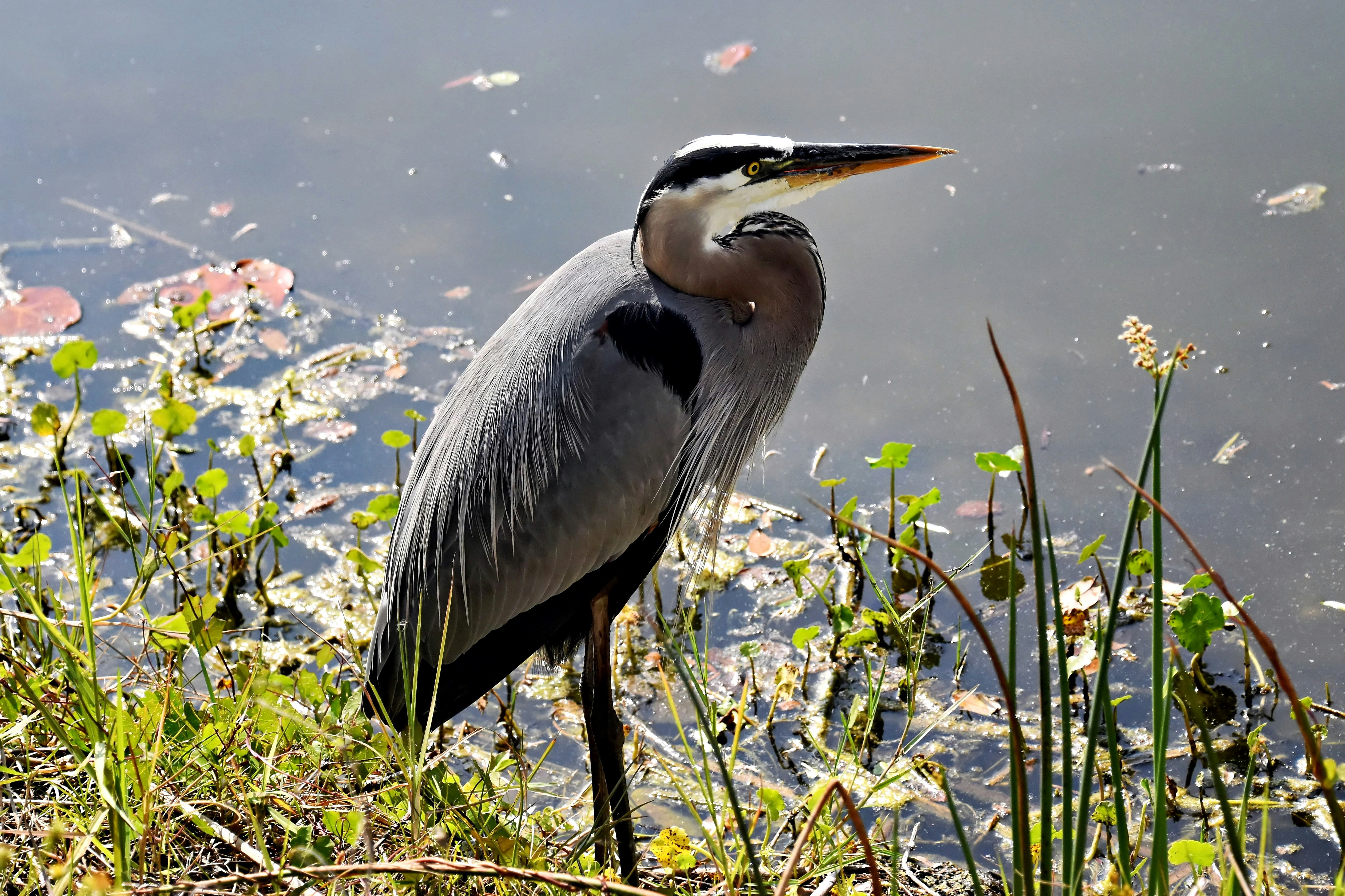 Heron at the Water’s Edge: Quiet Observation by Reed and Lily