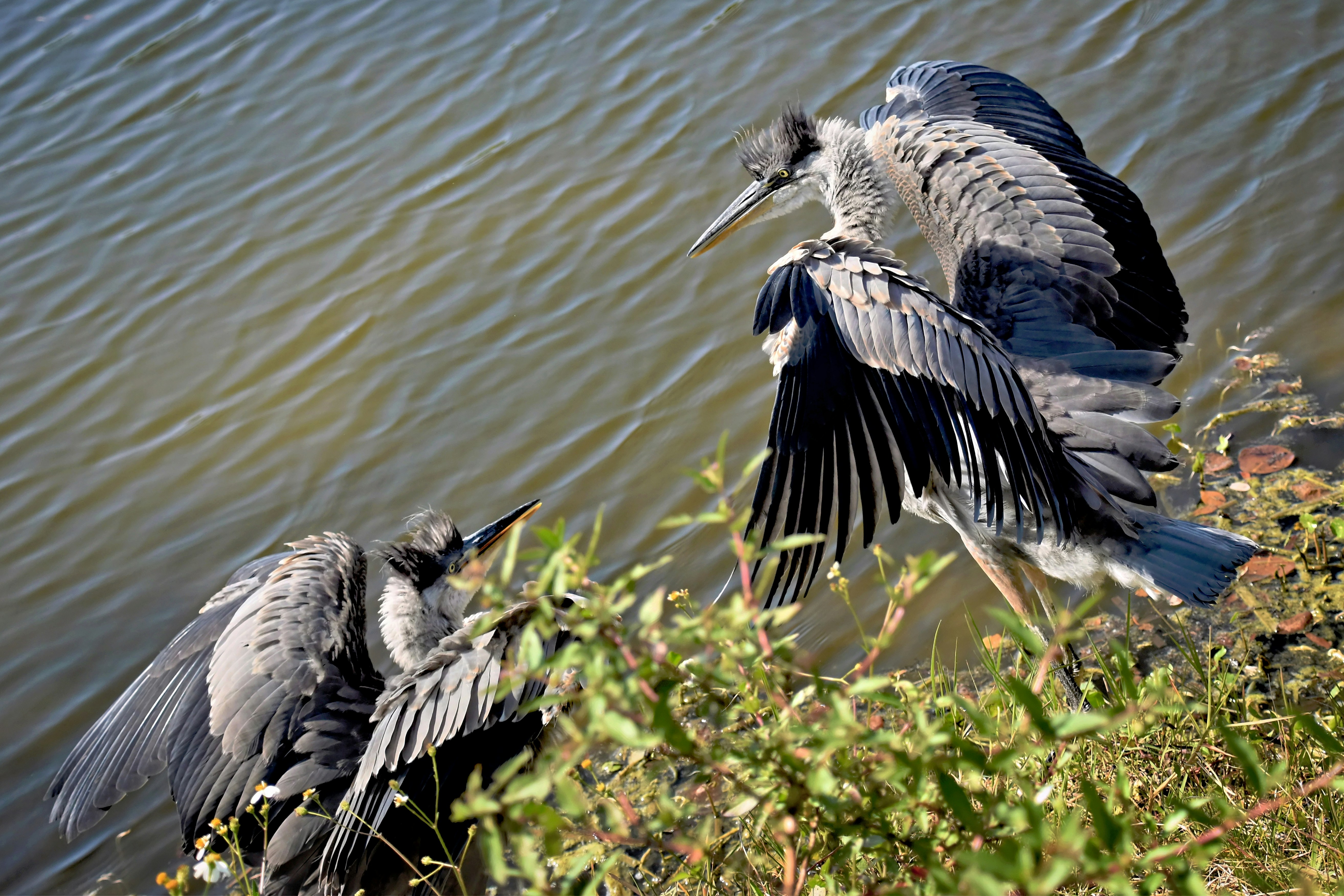 Winged Standoff by the Riverbank