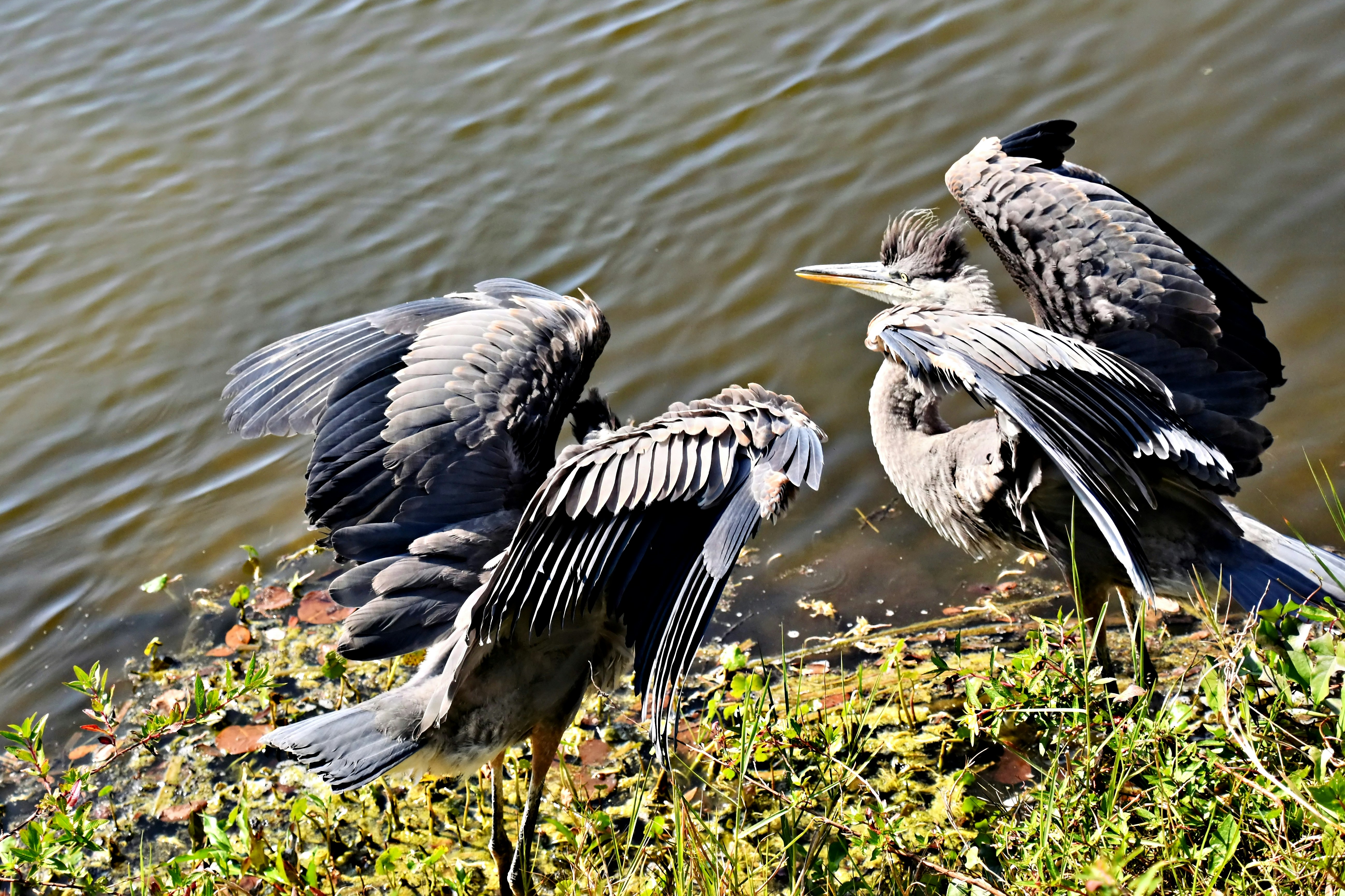 Two Grey Herons Lock Beaks and Wings at the Riverbank