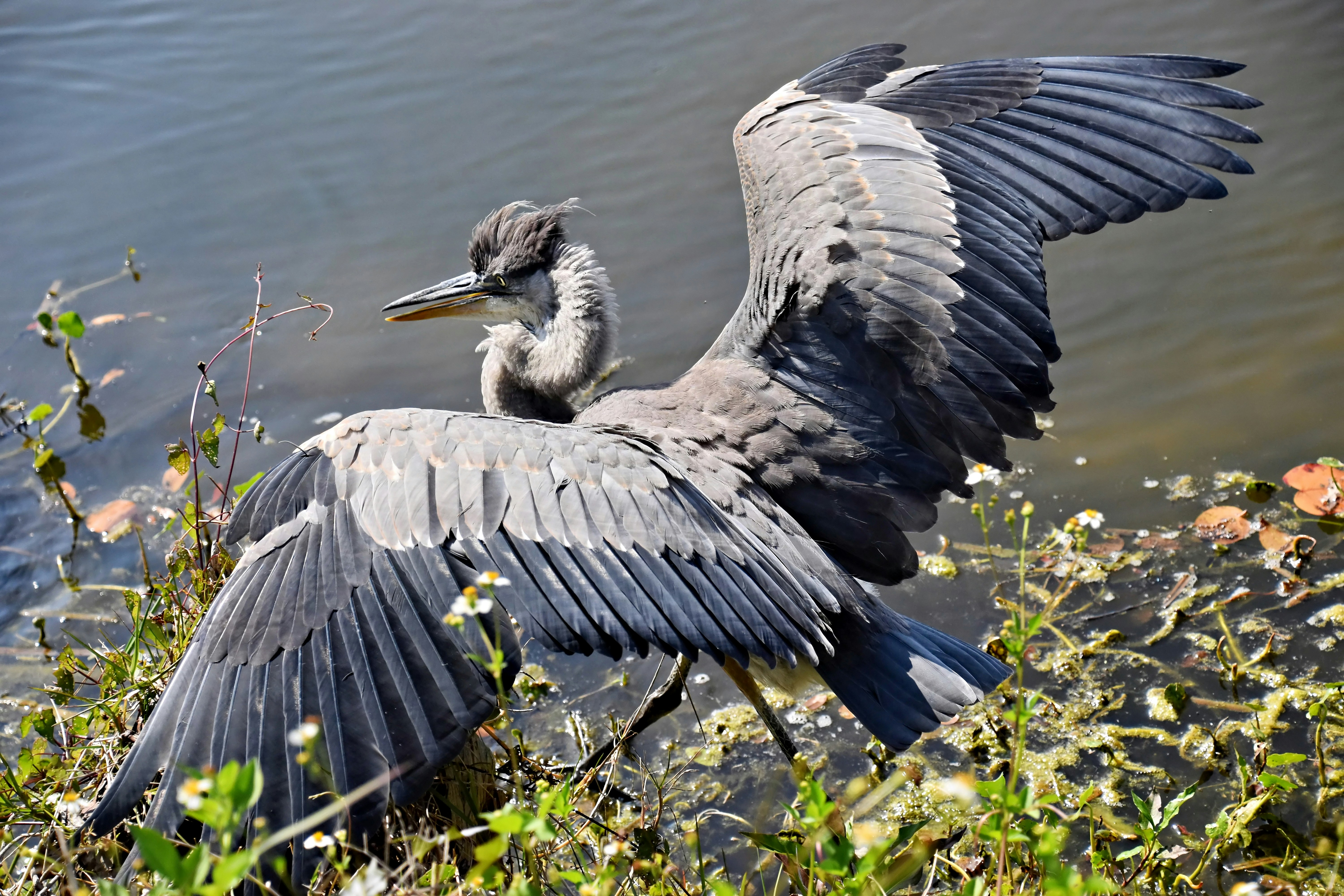 Heron Unfolded: Wings Spread Over a Calm Shore