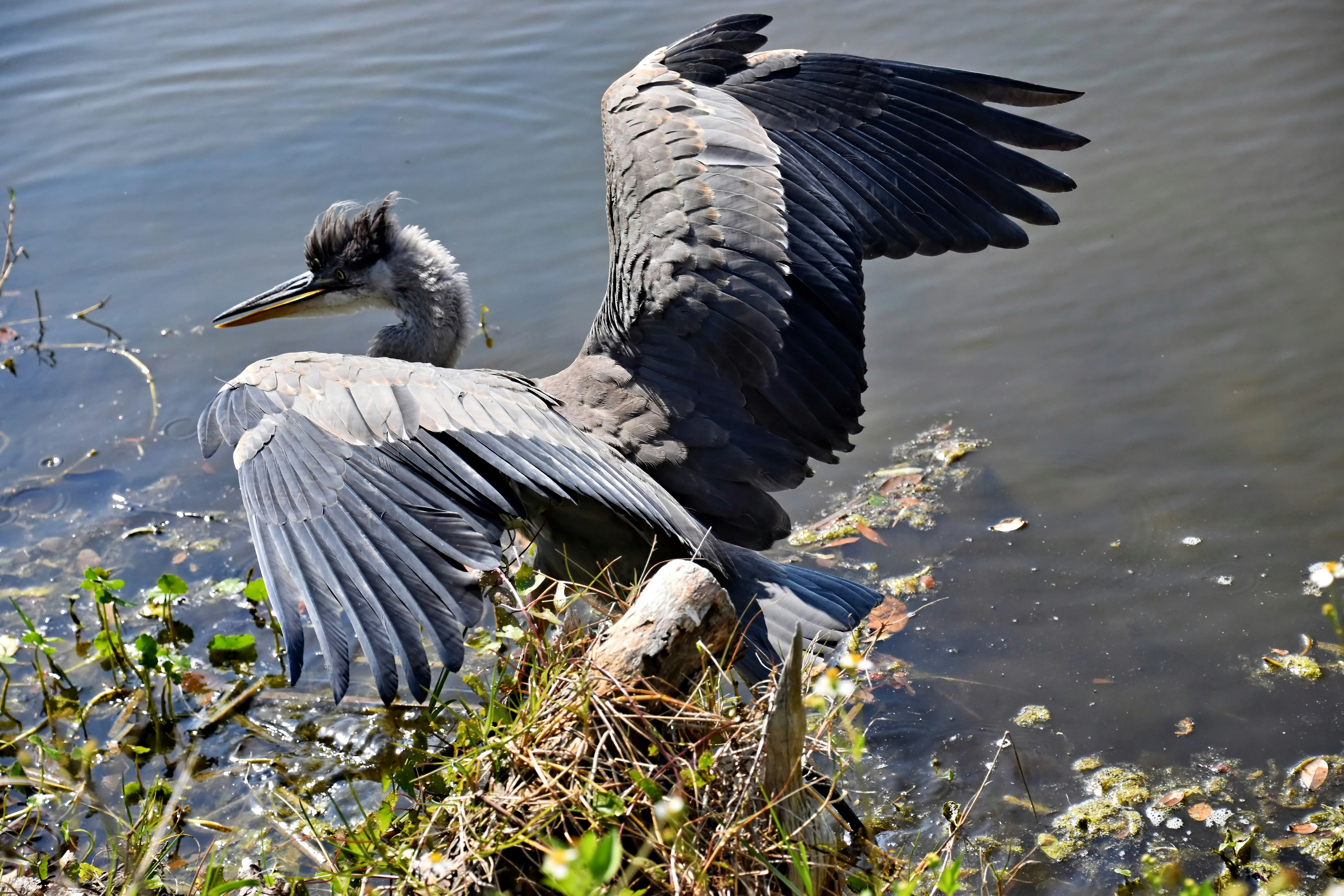 Midflight Return: Heron Reasserts Its Beat Across Still Water