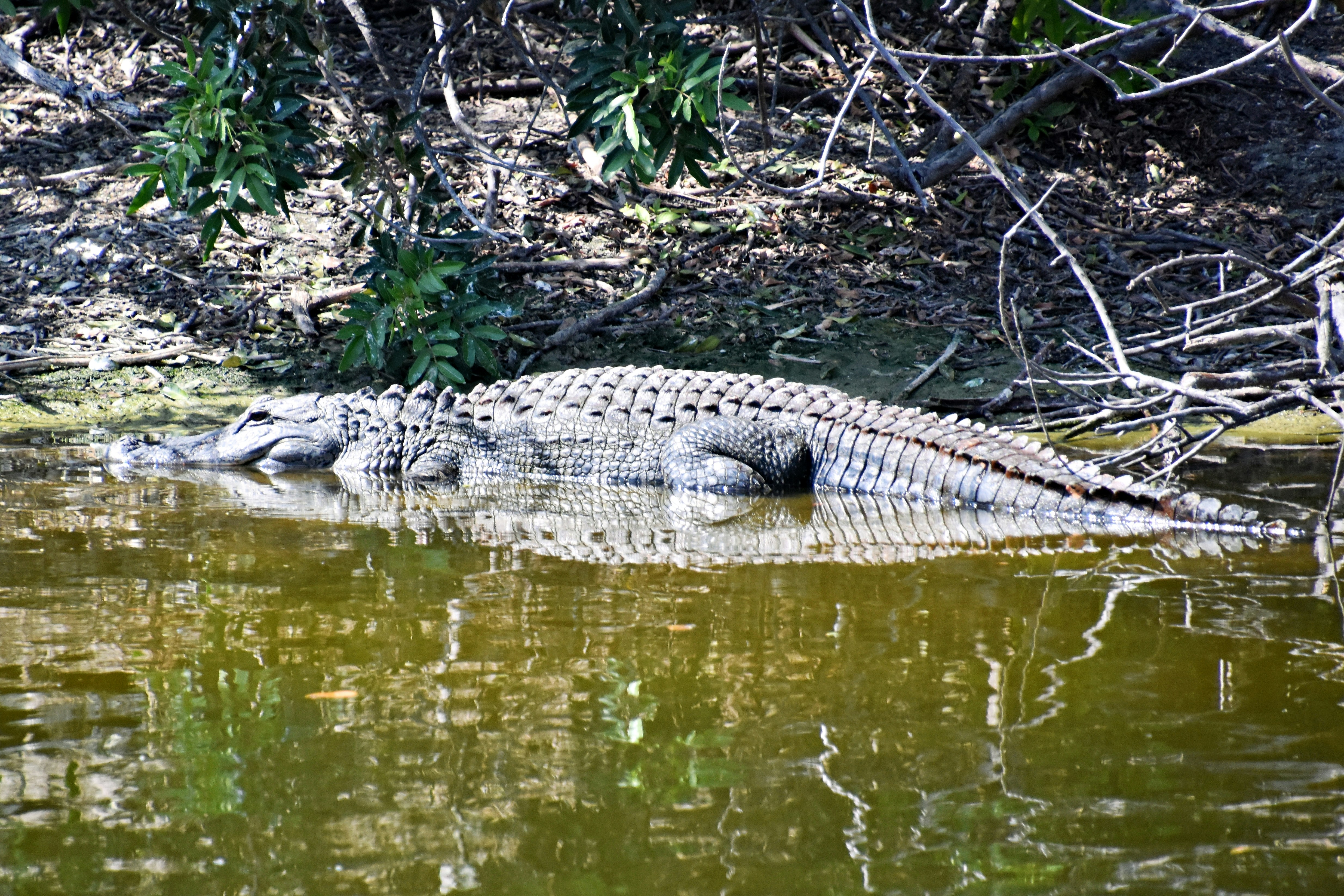 Hidden Arboreal Watcher: A Crocodile Resting Along Murky Banks