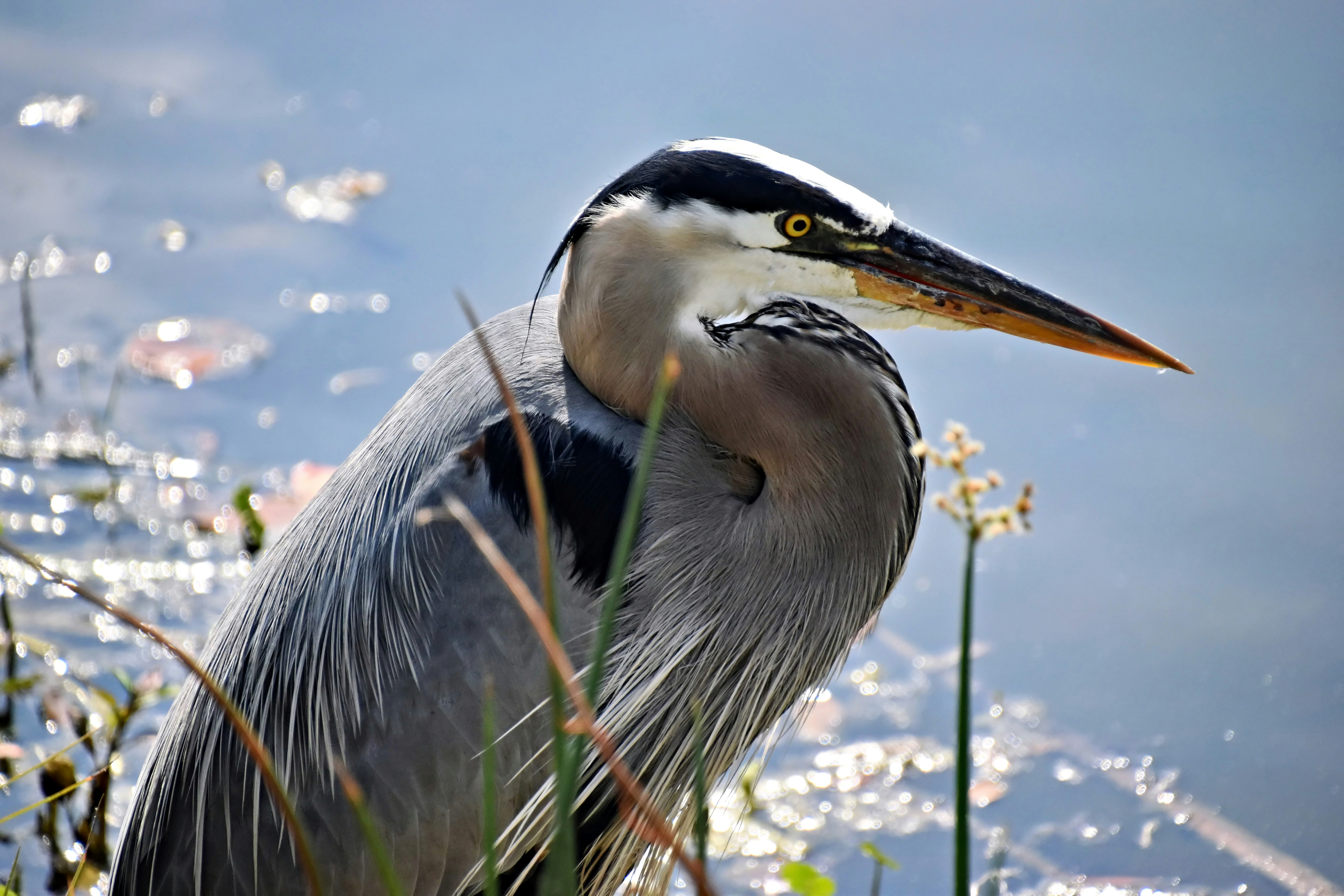 Stalking Profile: A Great Blue Heron in Reeds by the Lake