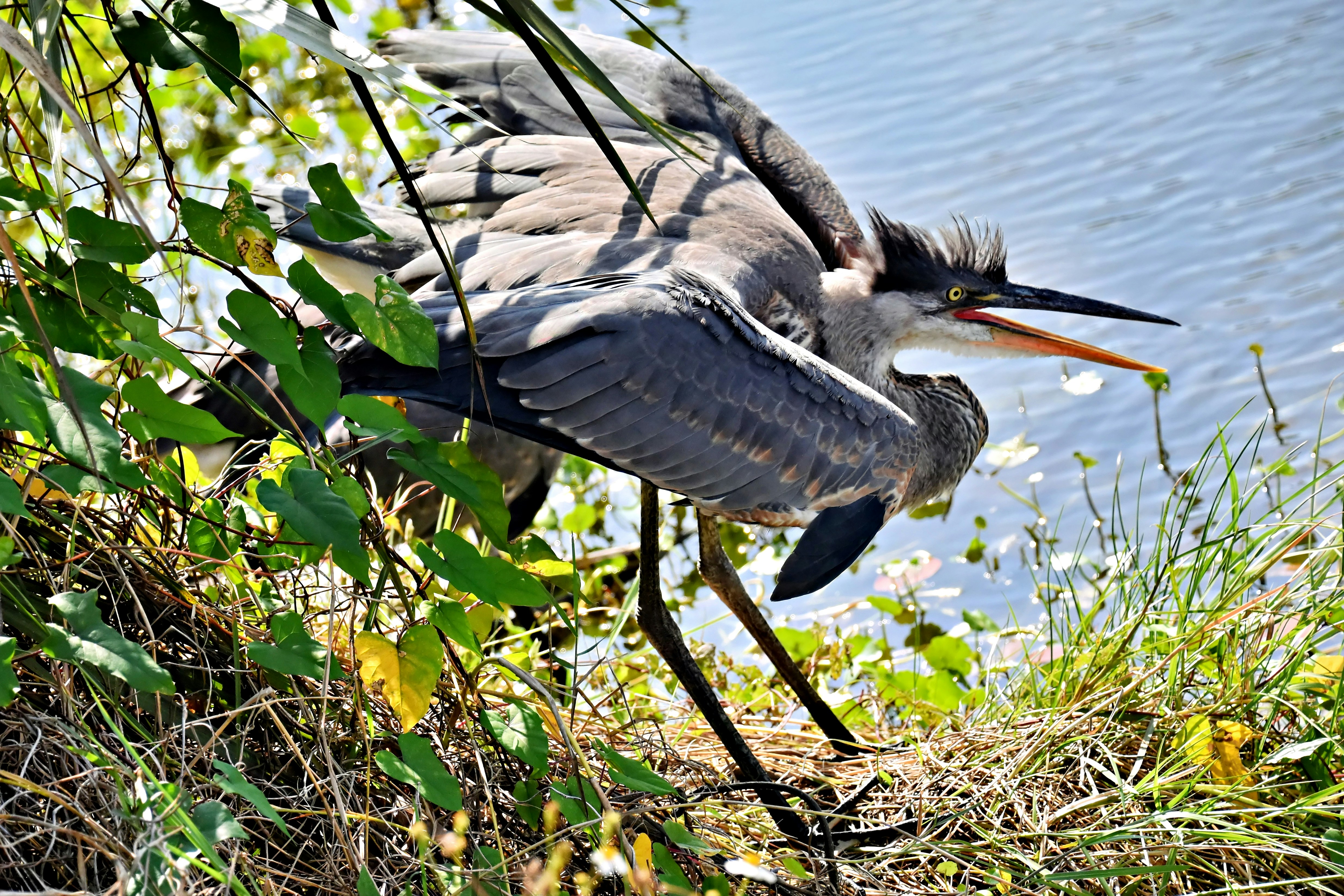 Hunting Heron: A Water-edge Standoff in Dappled Light