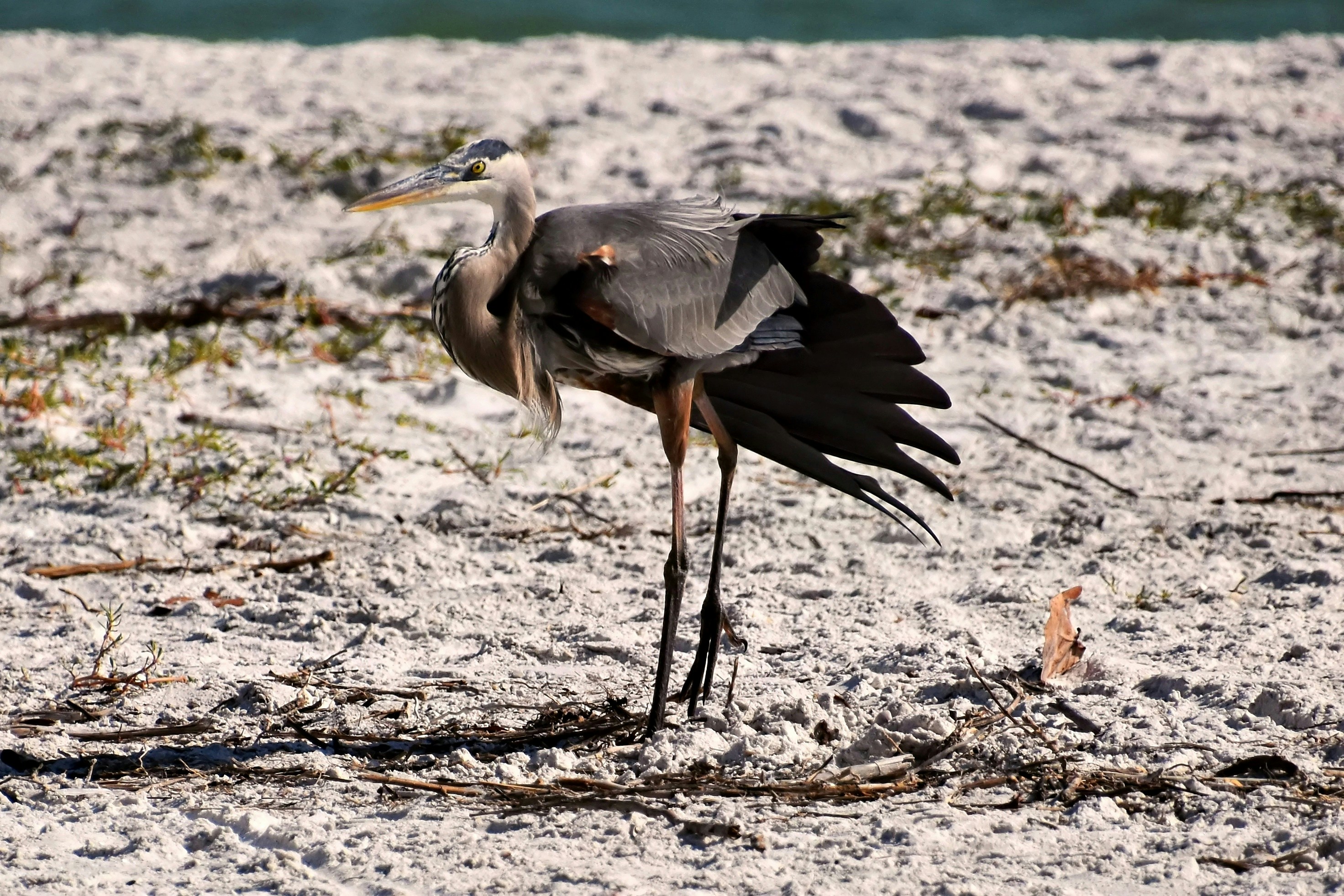 Low Strand Heron with Outstretched Wings on Sand and Driftwood