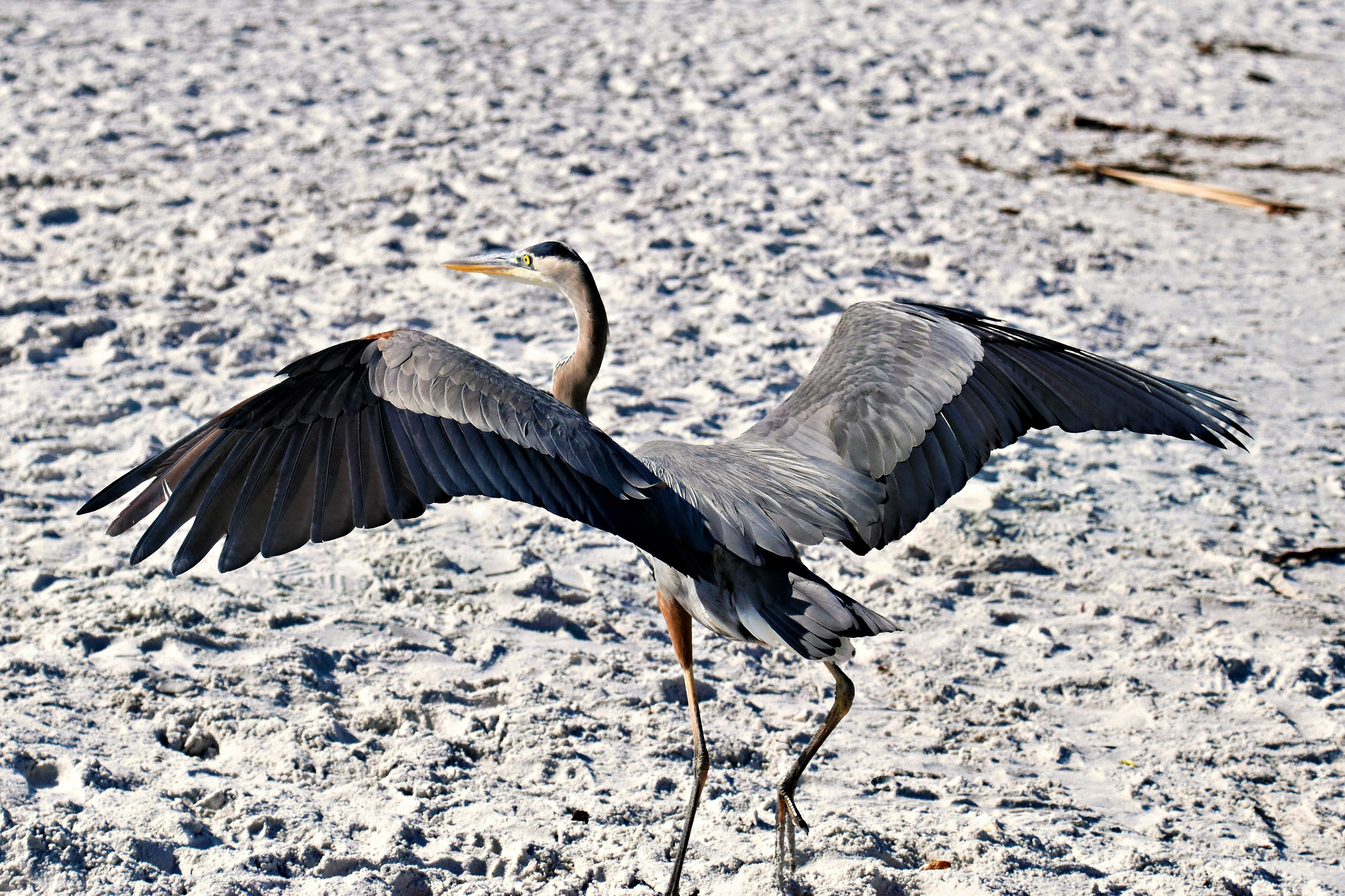 Winged Balance: Herons in a Sand-gray Sea