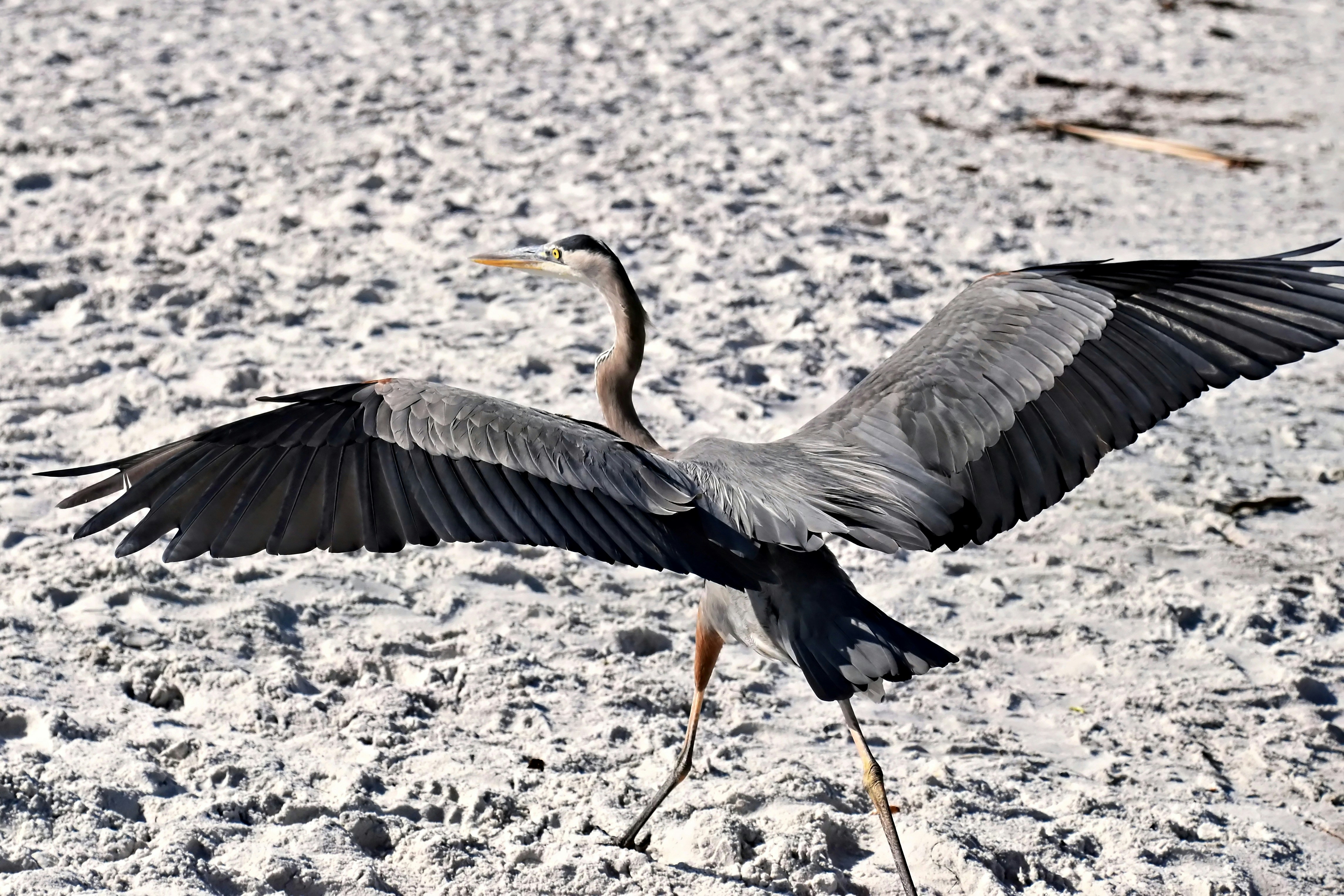 Winged Pause on a Salt-Flat Stage