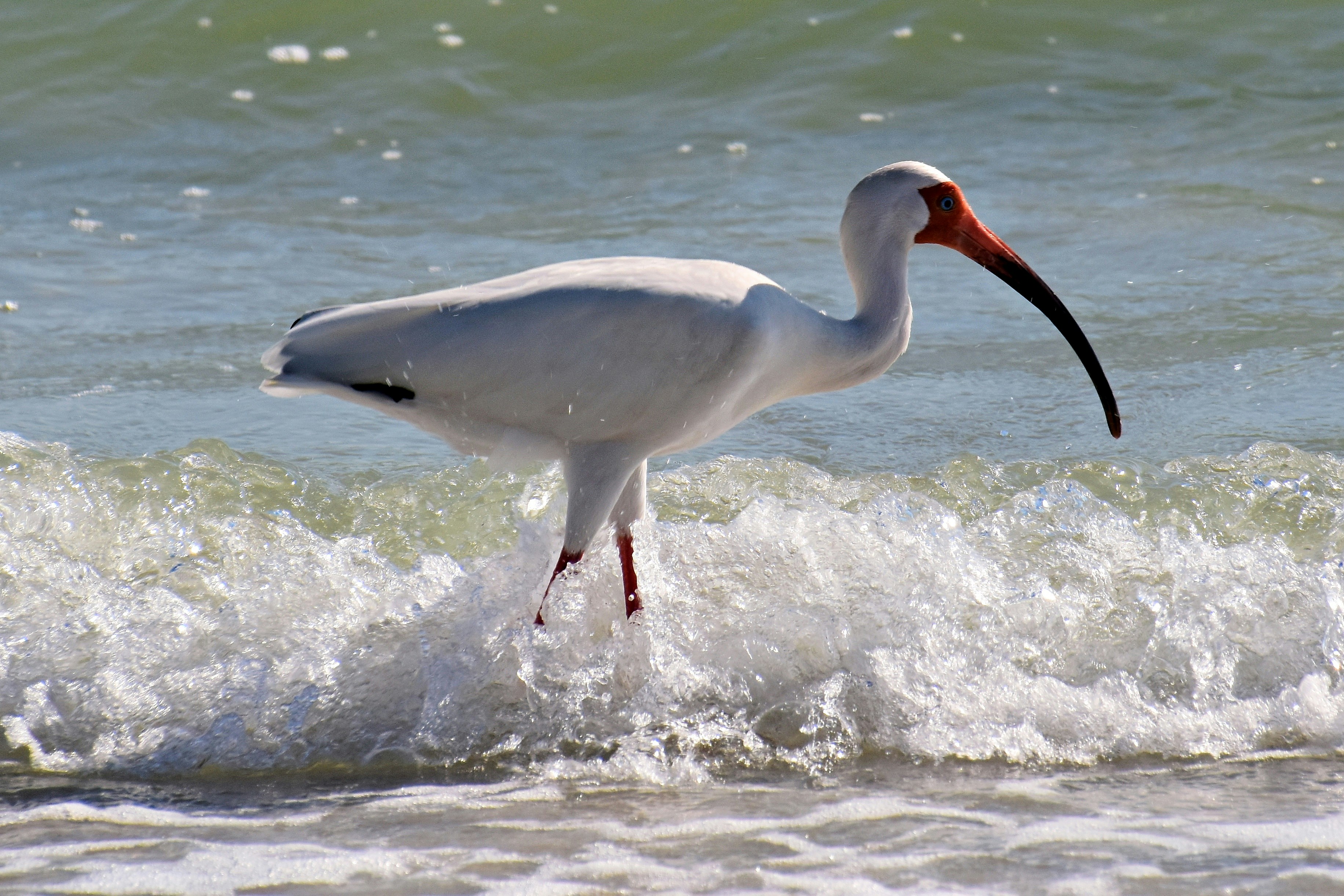 Stilted Grace: A Snowy Egret Walks the Shoreline