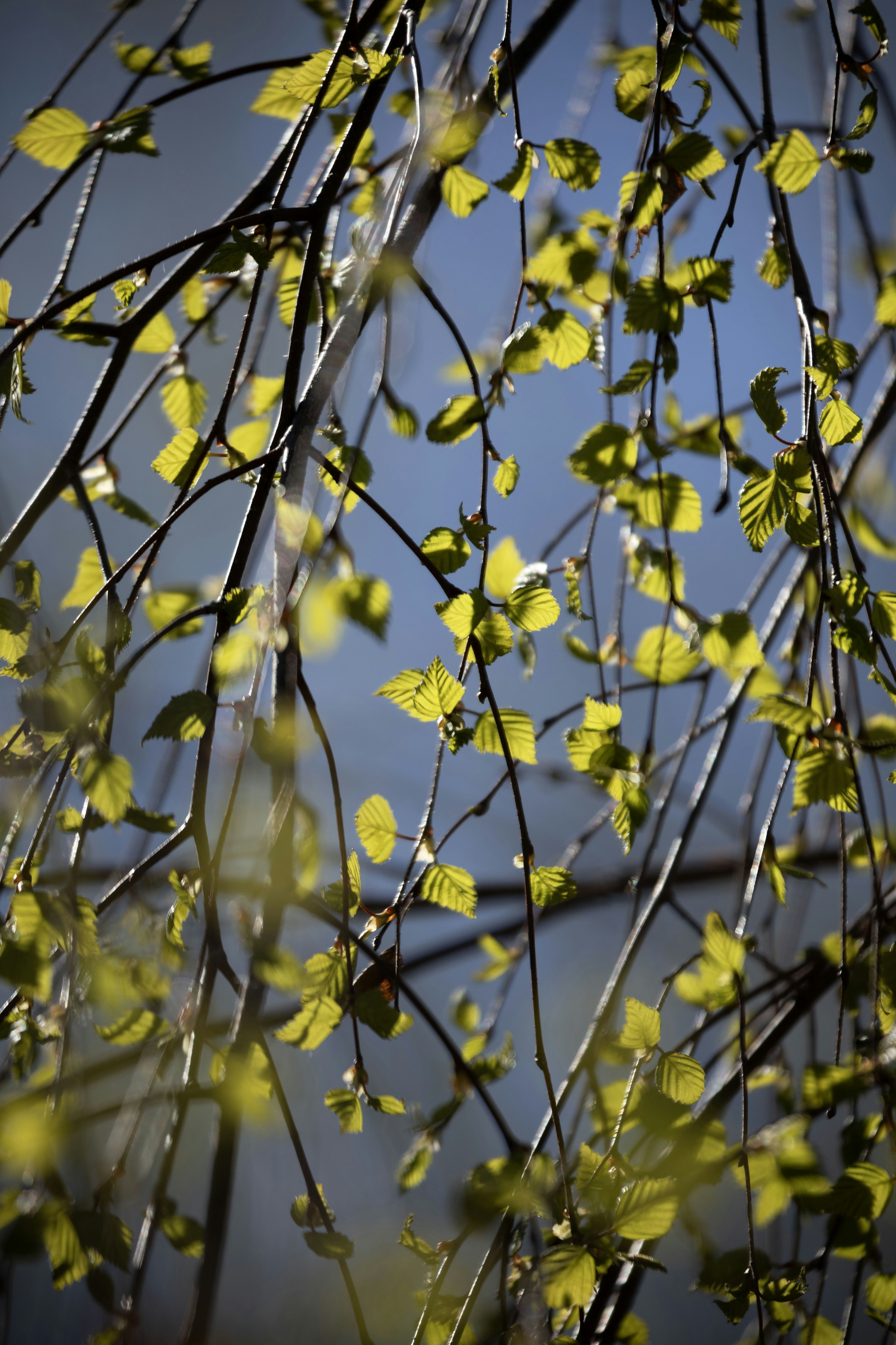 Sunlit Primavera: Fresh Green Veins on a Web of Branches