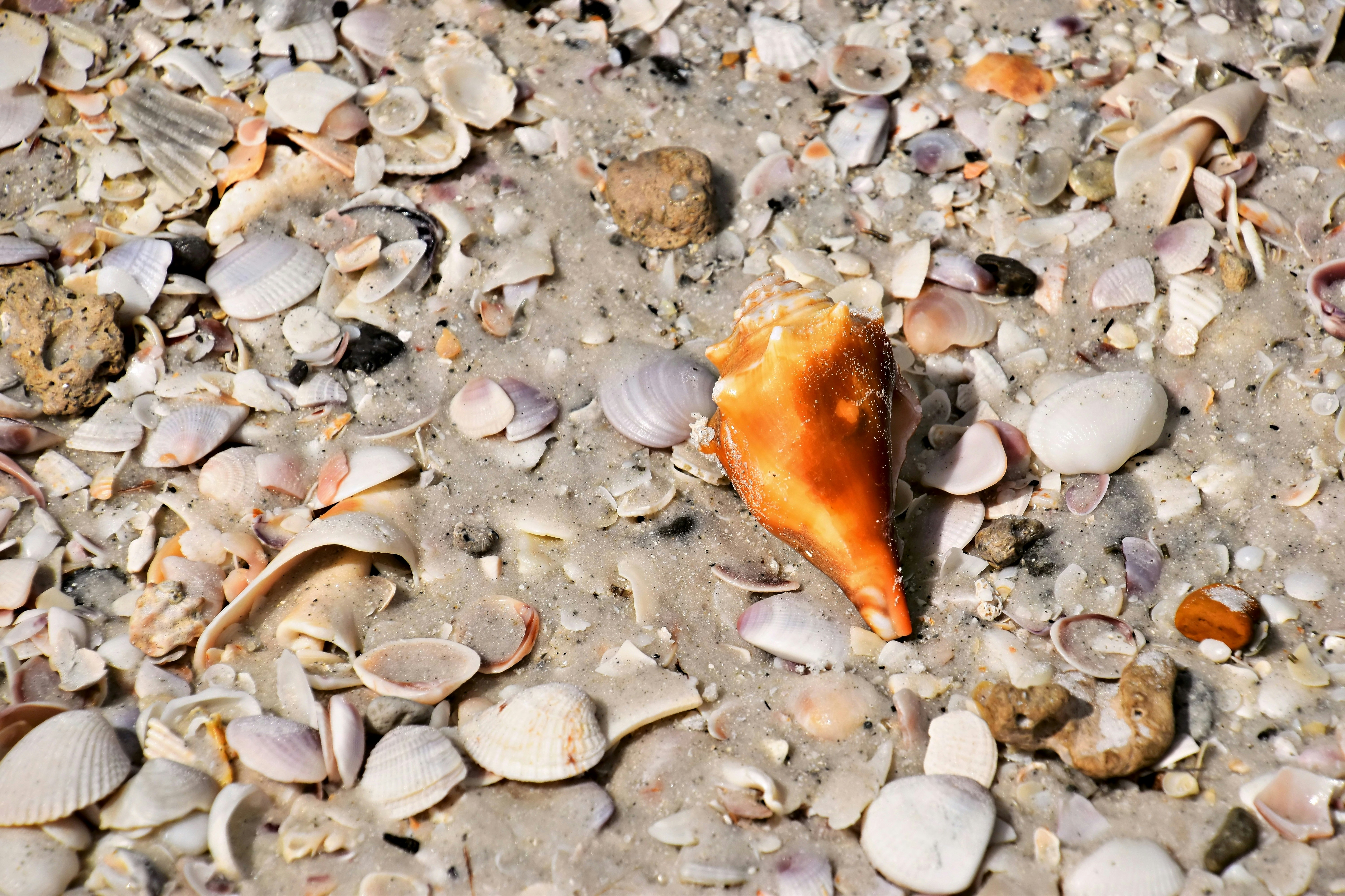 Orange-tipped shell among a mosaic of shoreline shells