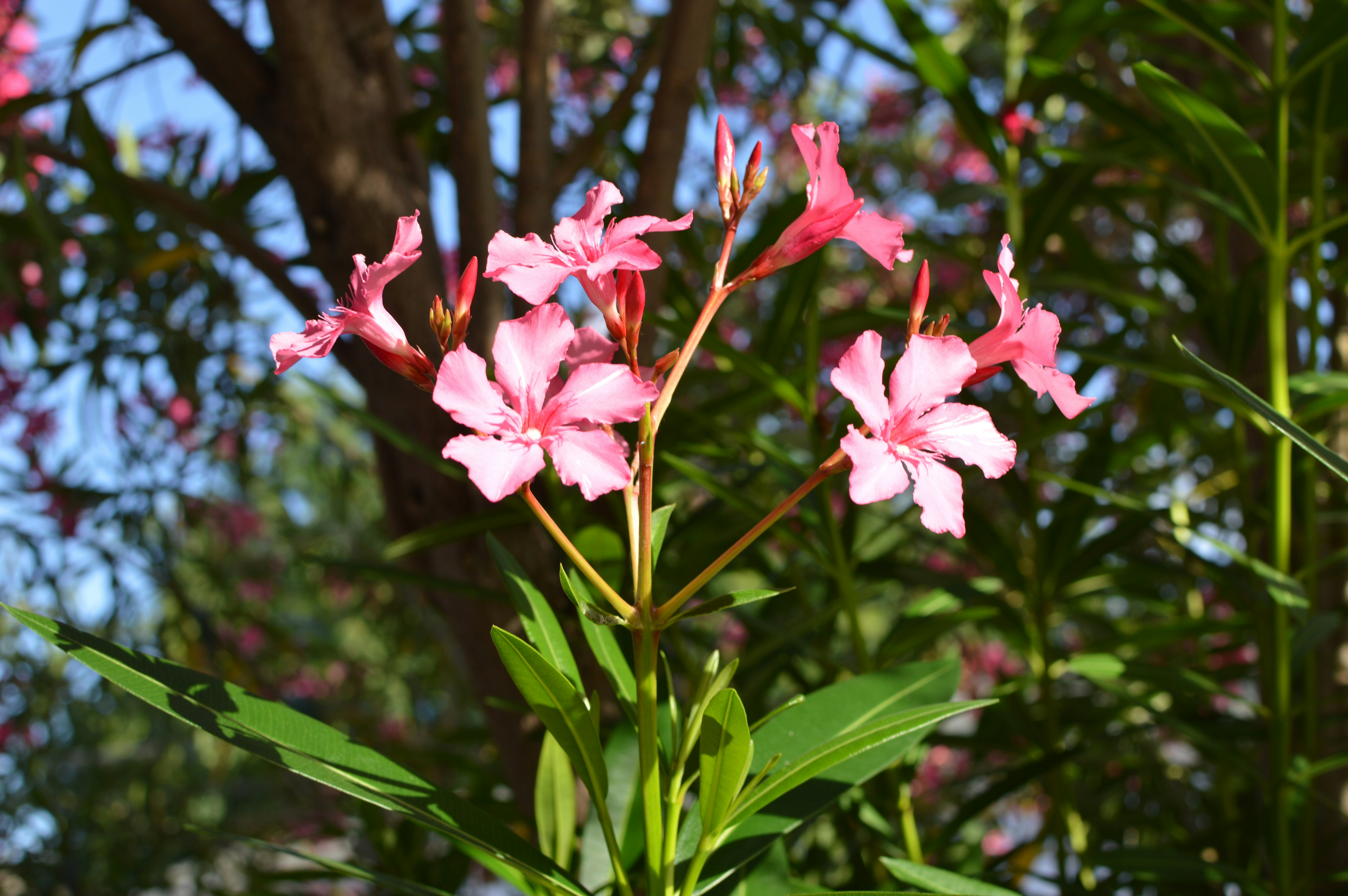 Pink trumpet blossoms cluster in dappled garden light
