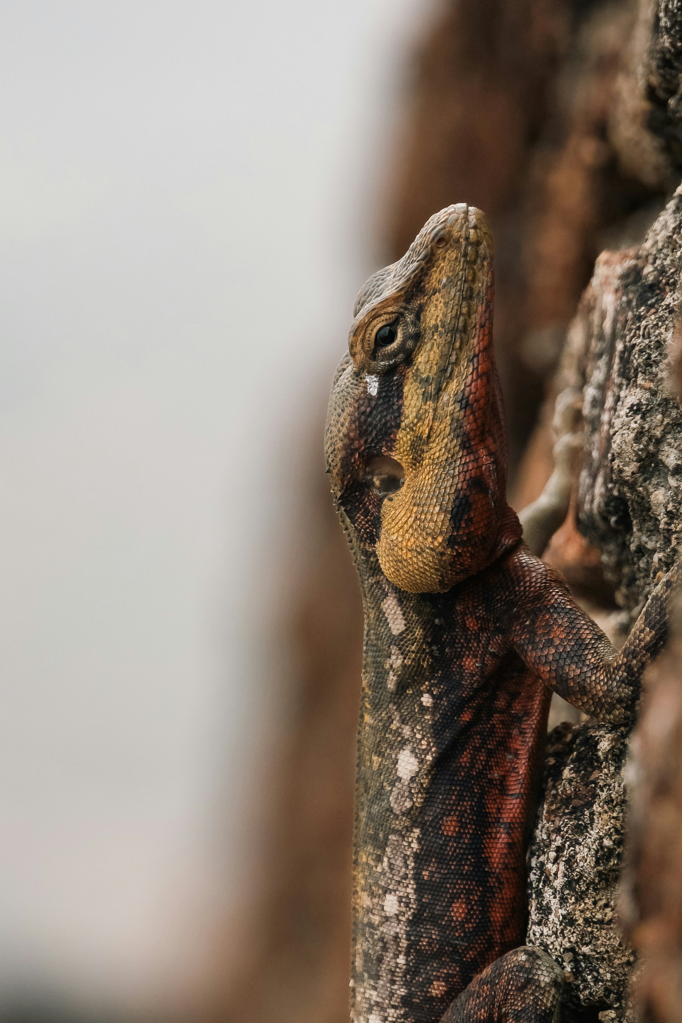 Close-Up of a Lizard's Warning Skin Painted with Sunset Hues