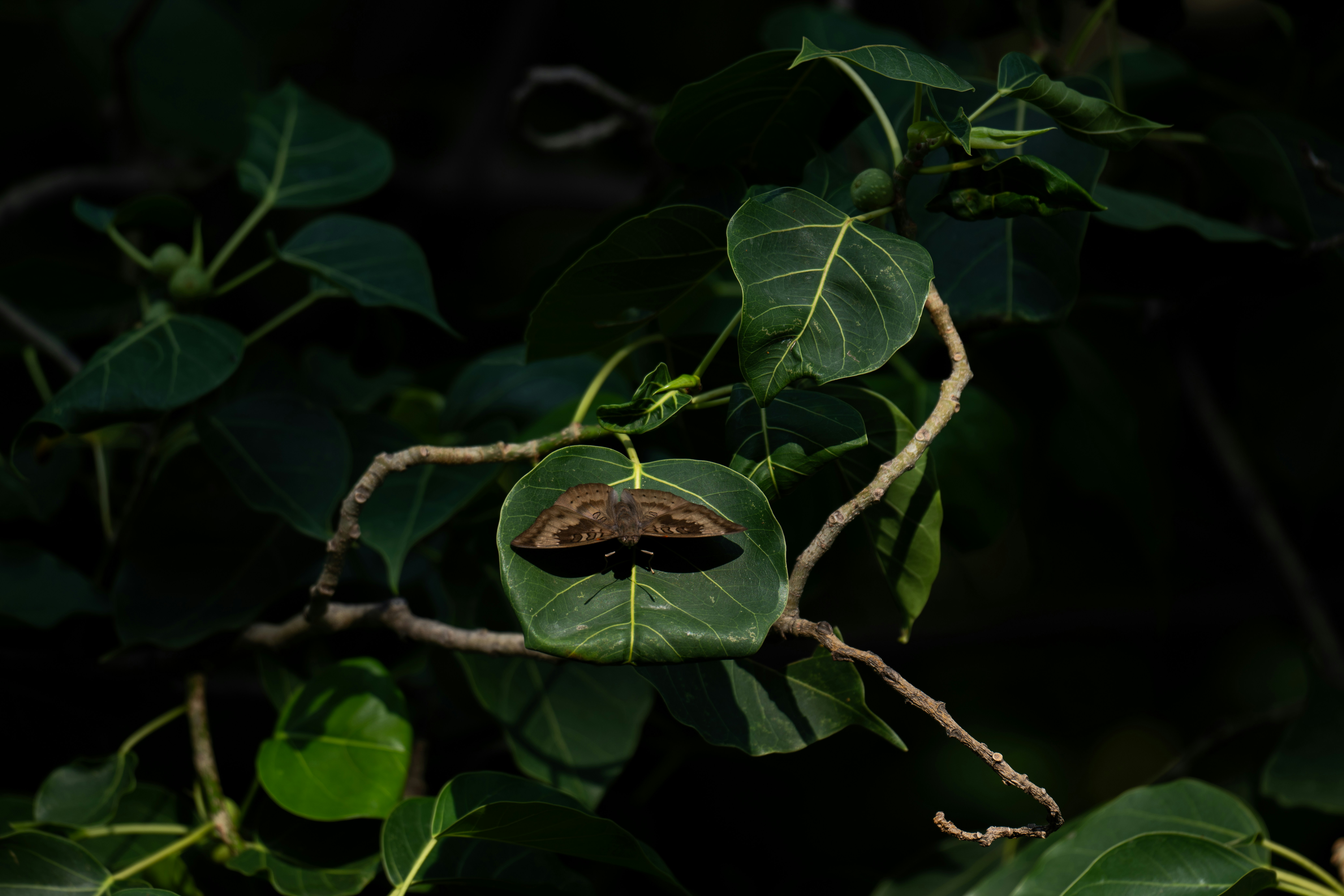 Hidden Within the Vine: A Leaf-Cilled Void