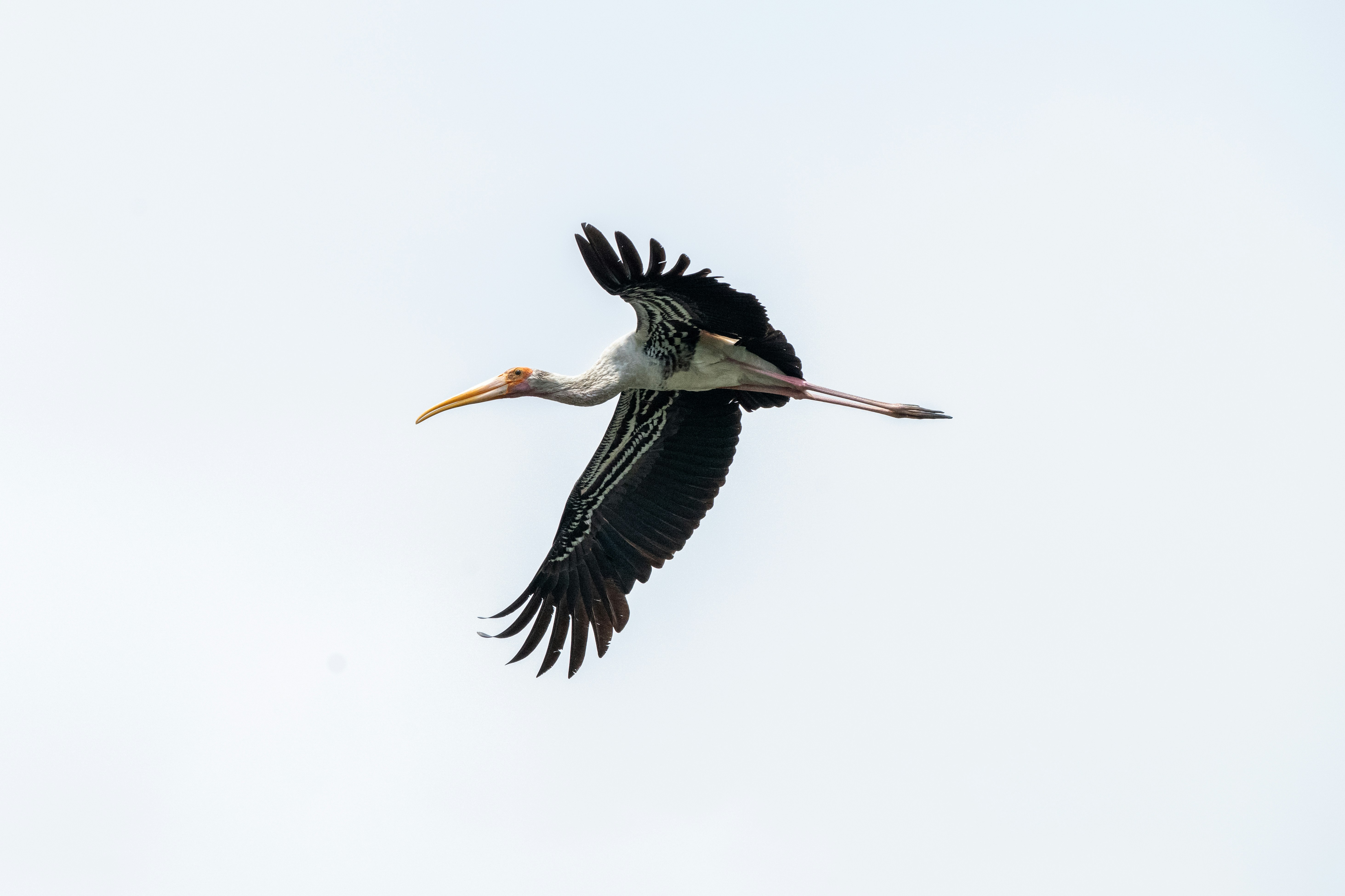 Midair Streak: A Painted Stork Soars Against a Pale Sky