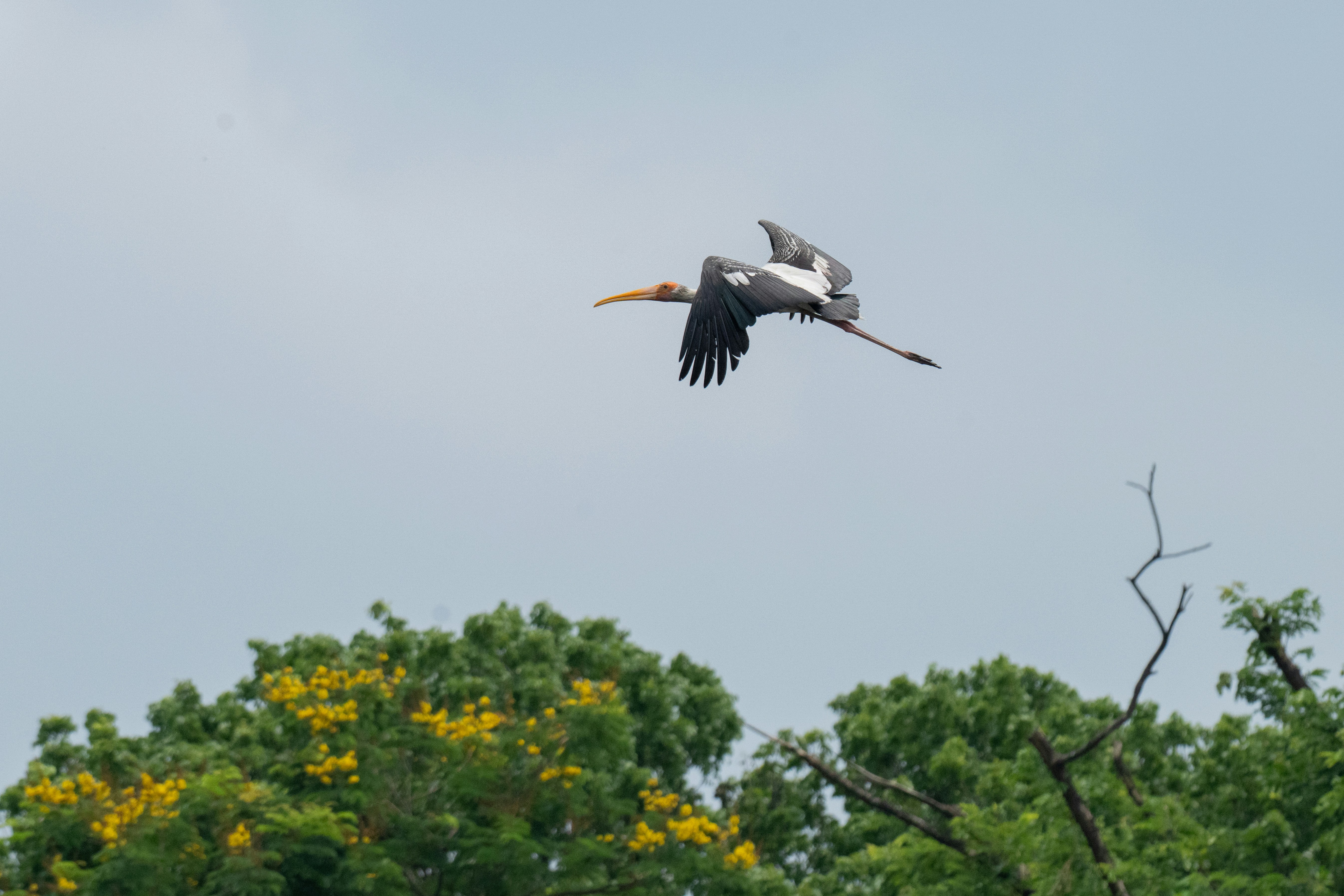 Mid-Flight Grey Heron Over a Green Canopy