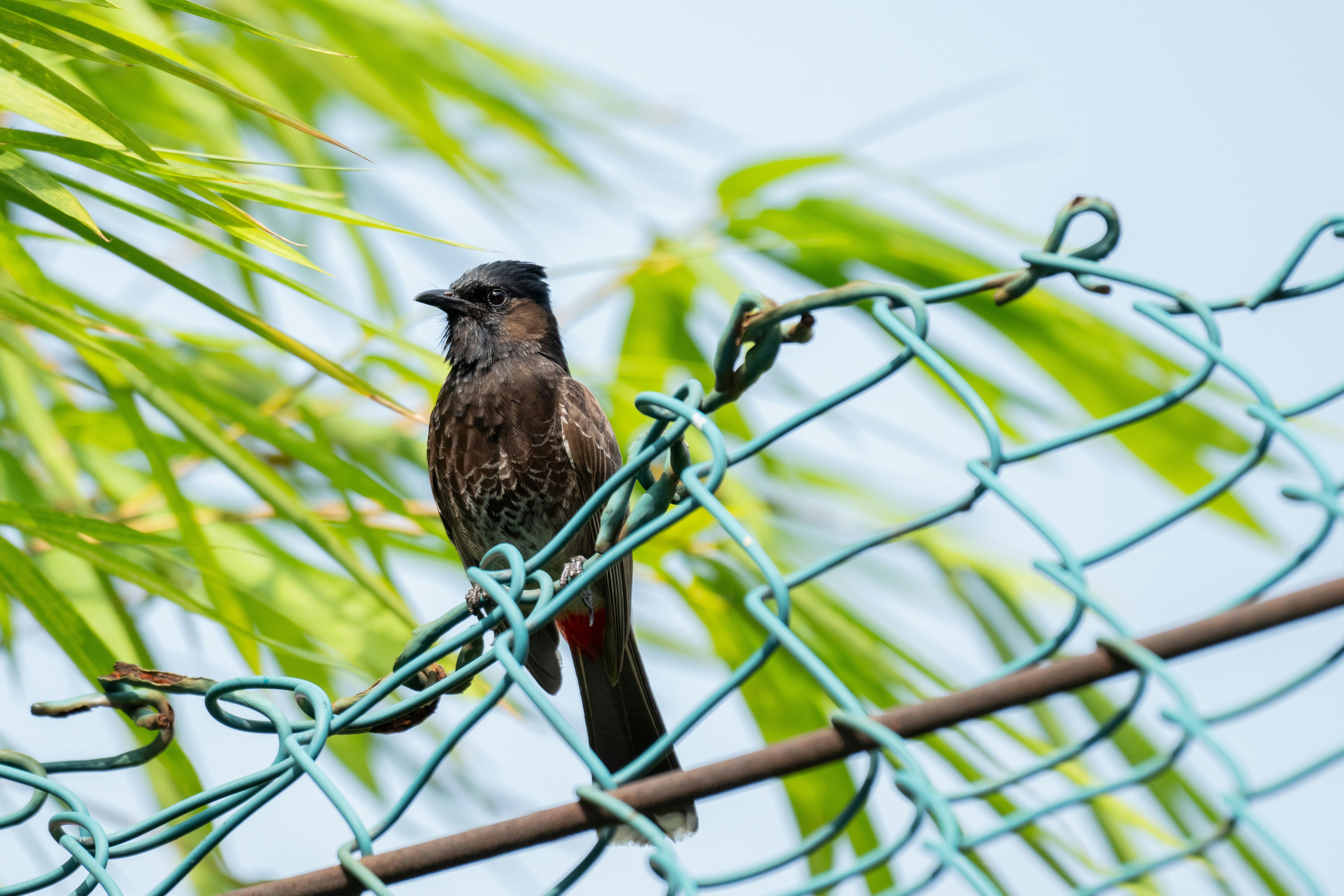 Bird on Barbed Fence: A Quiet Moment Above the Leaves