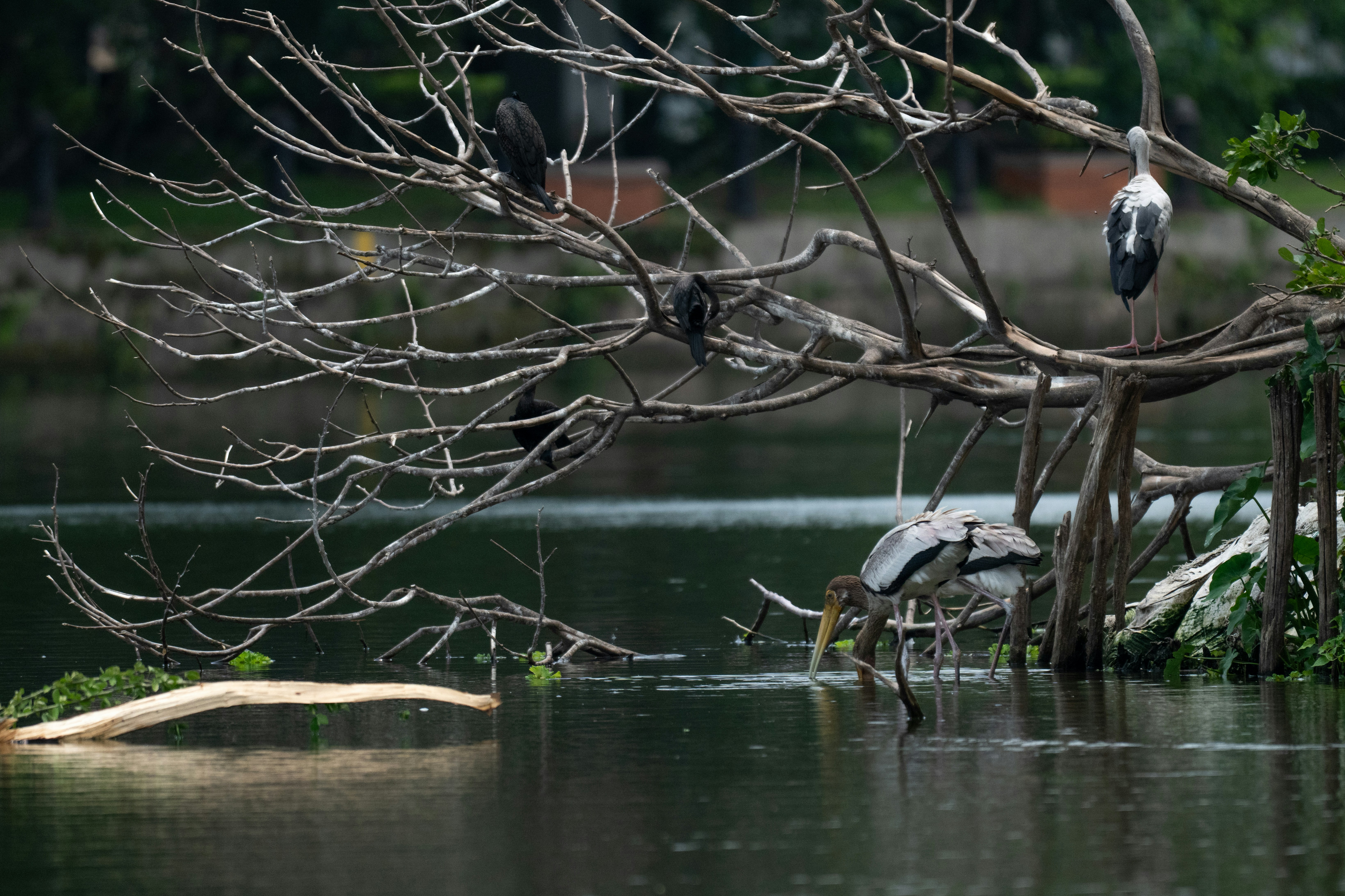 Crane Perch: Quiet Drama at the Water's Edge