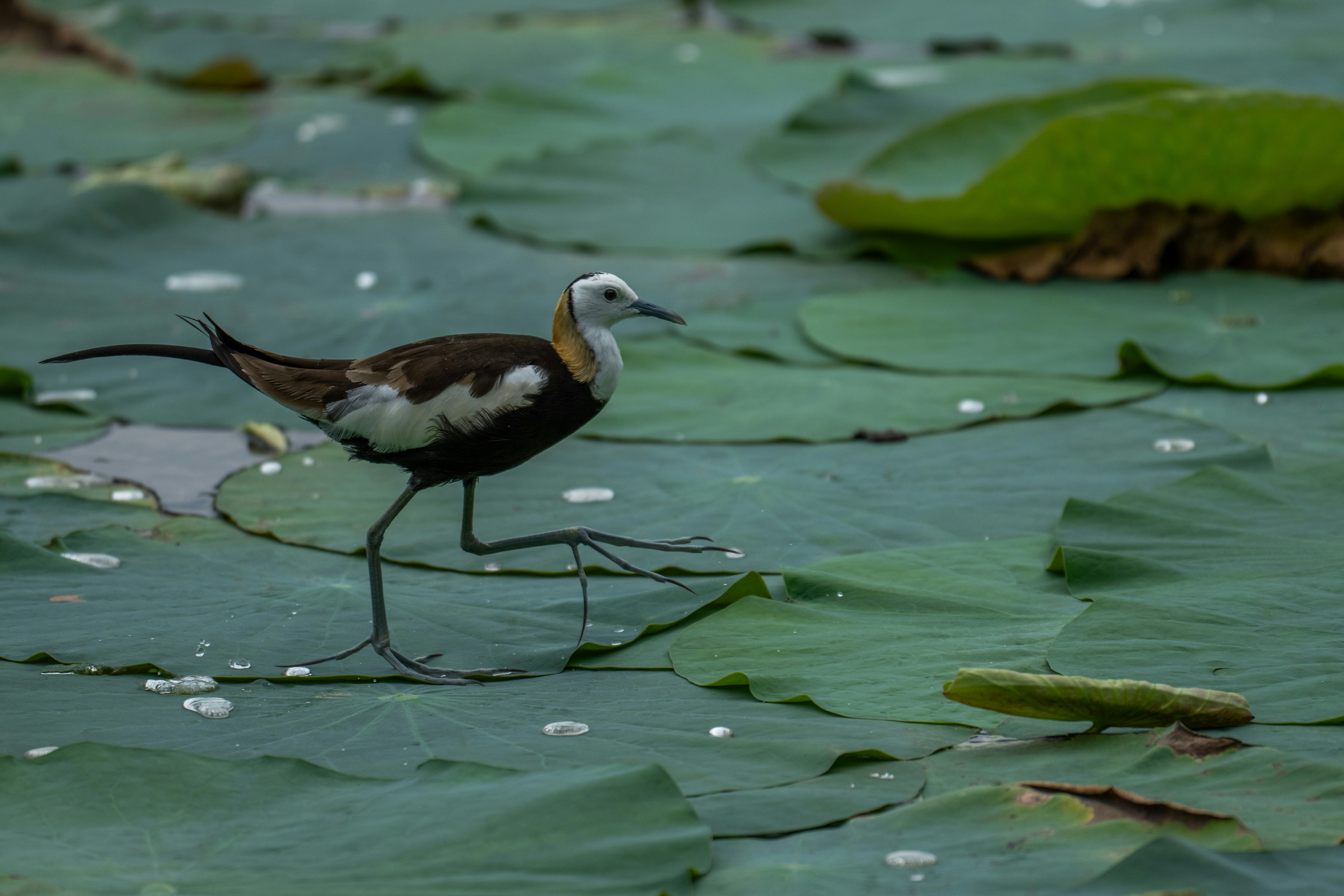 Lone wading bird crossings on a sea of lily pads