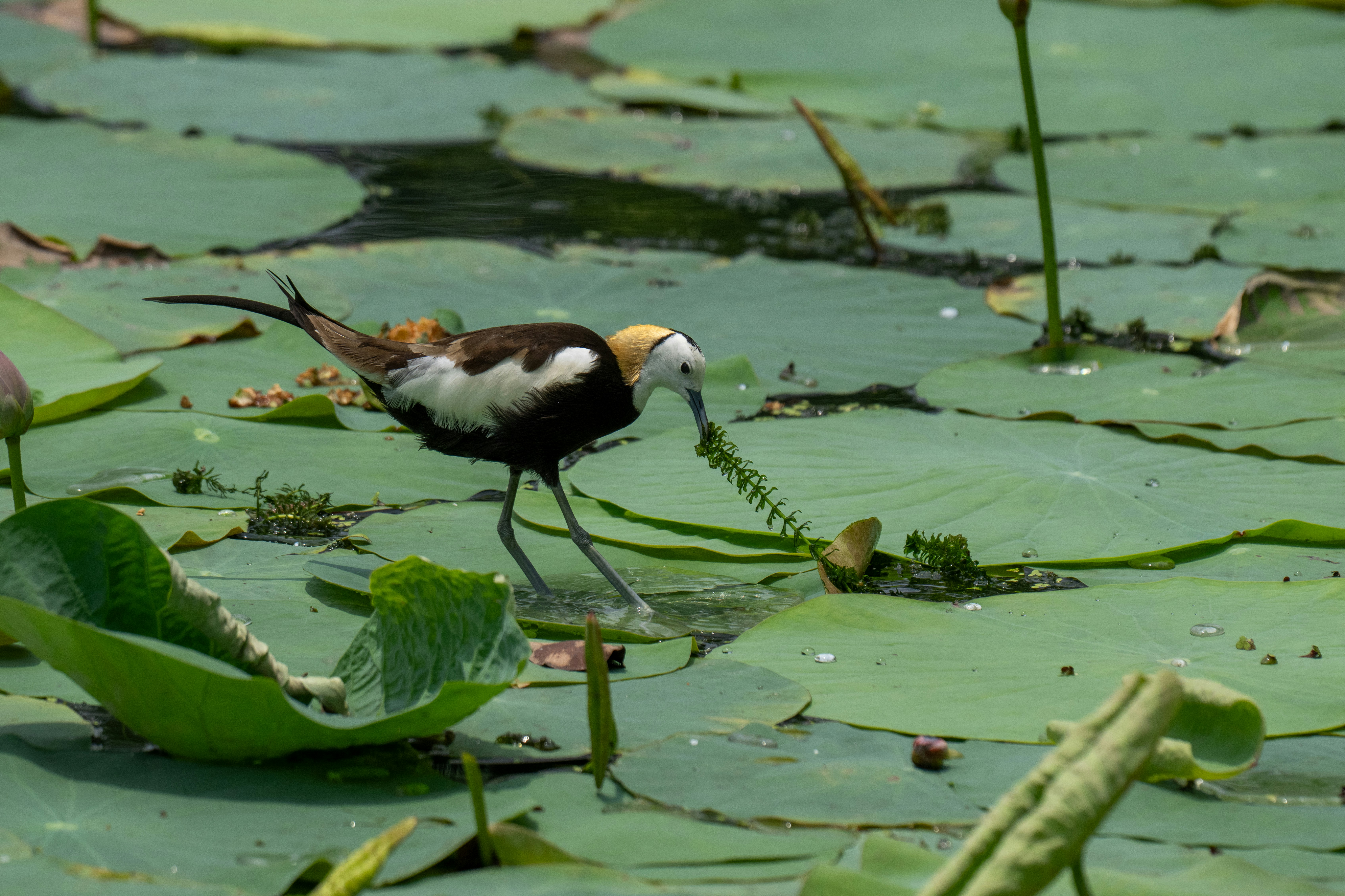 A Wading Stilt Among Floating Lily Pads