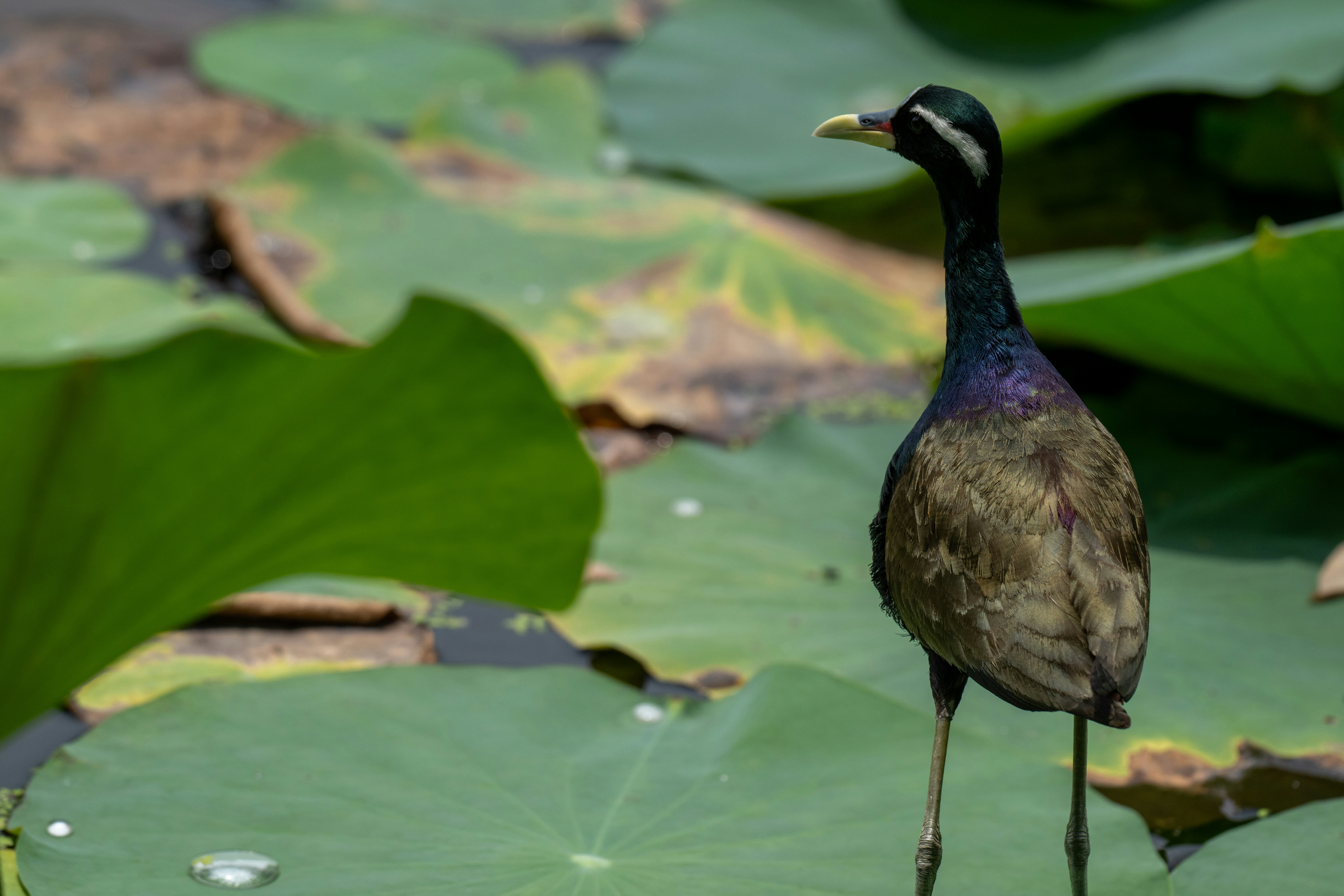 Black-necked Heron Standing Among Floating Lily Pads