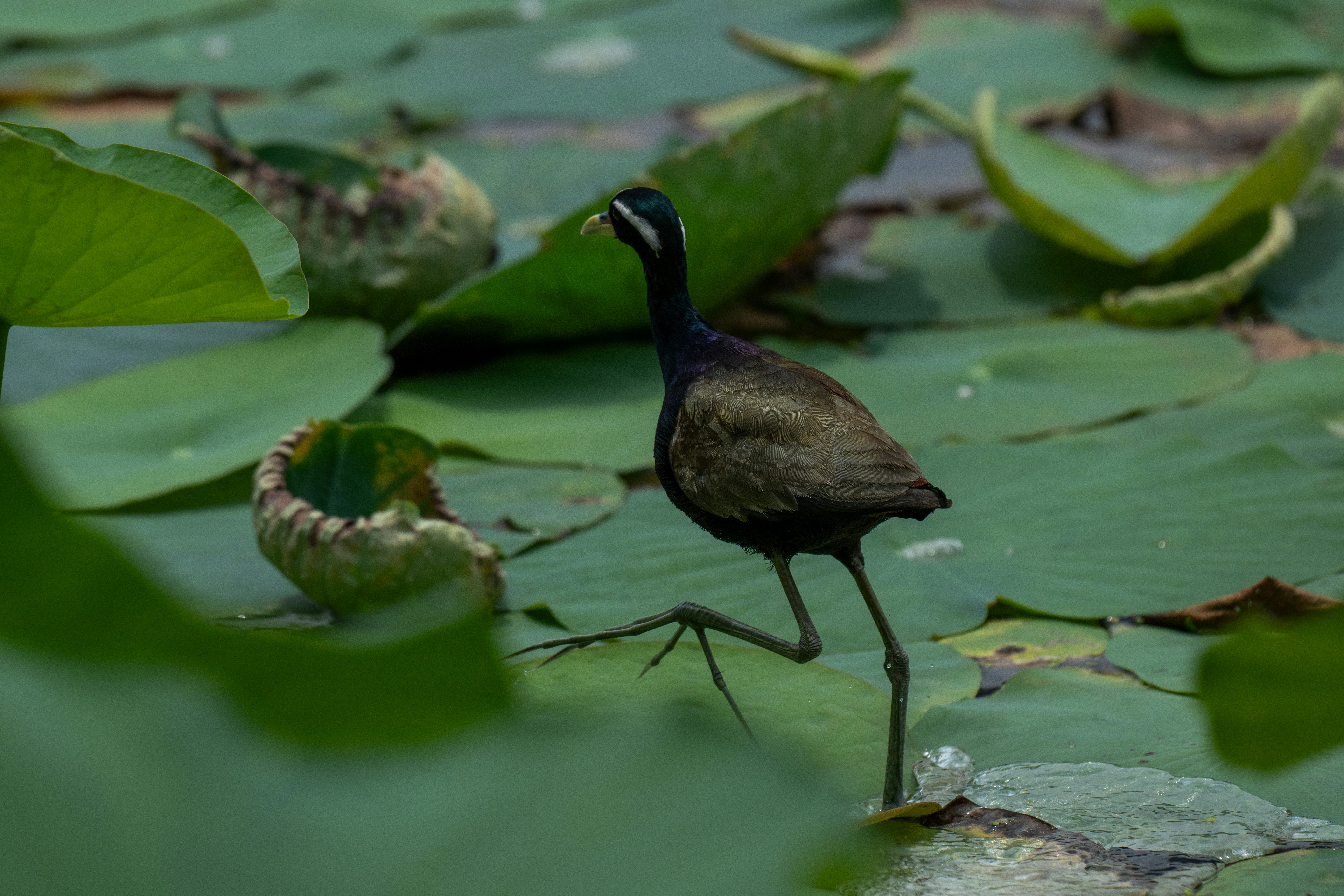 Stride Through Lily Pad Quiet: A Moorhen Stalks the Surface