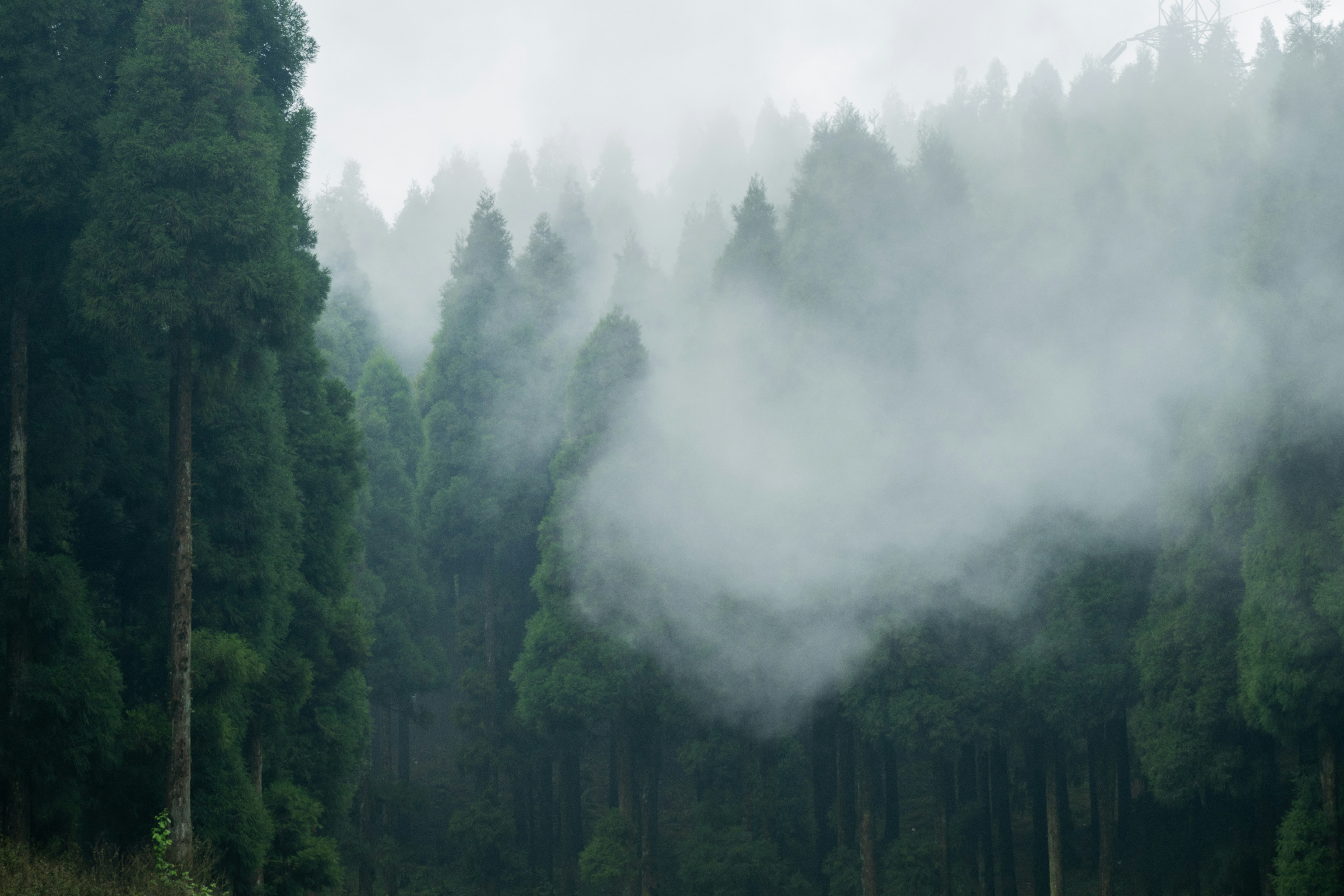 Fog over pines: a quiet forest emerges through a veil