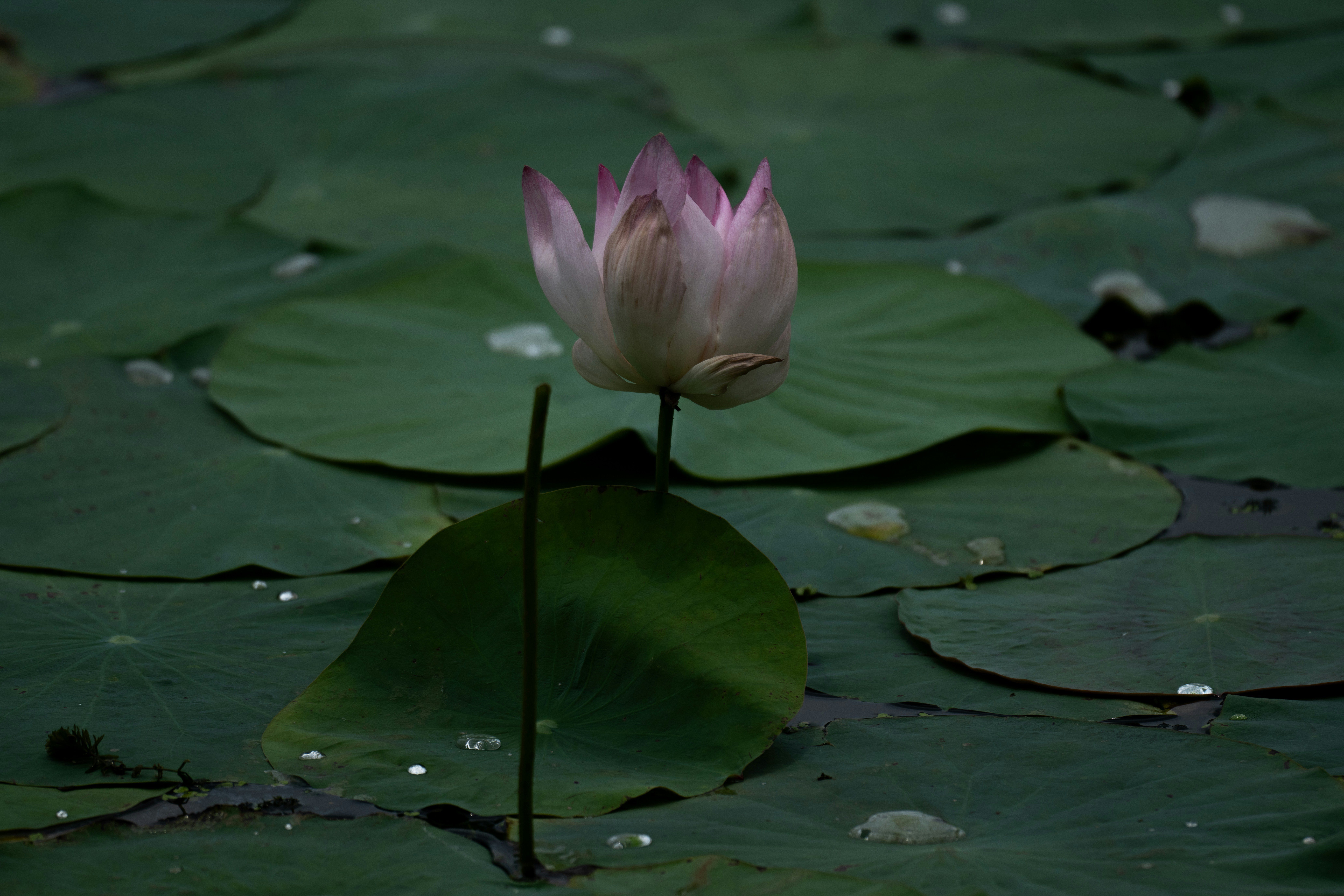 Lilac-tinted Lotus: Quiet Bloom Amid Lily Pads