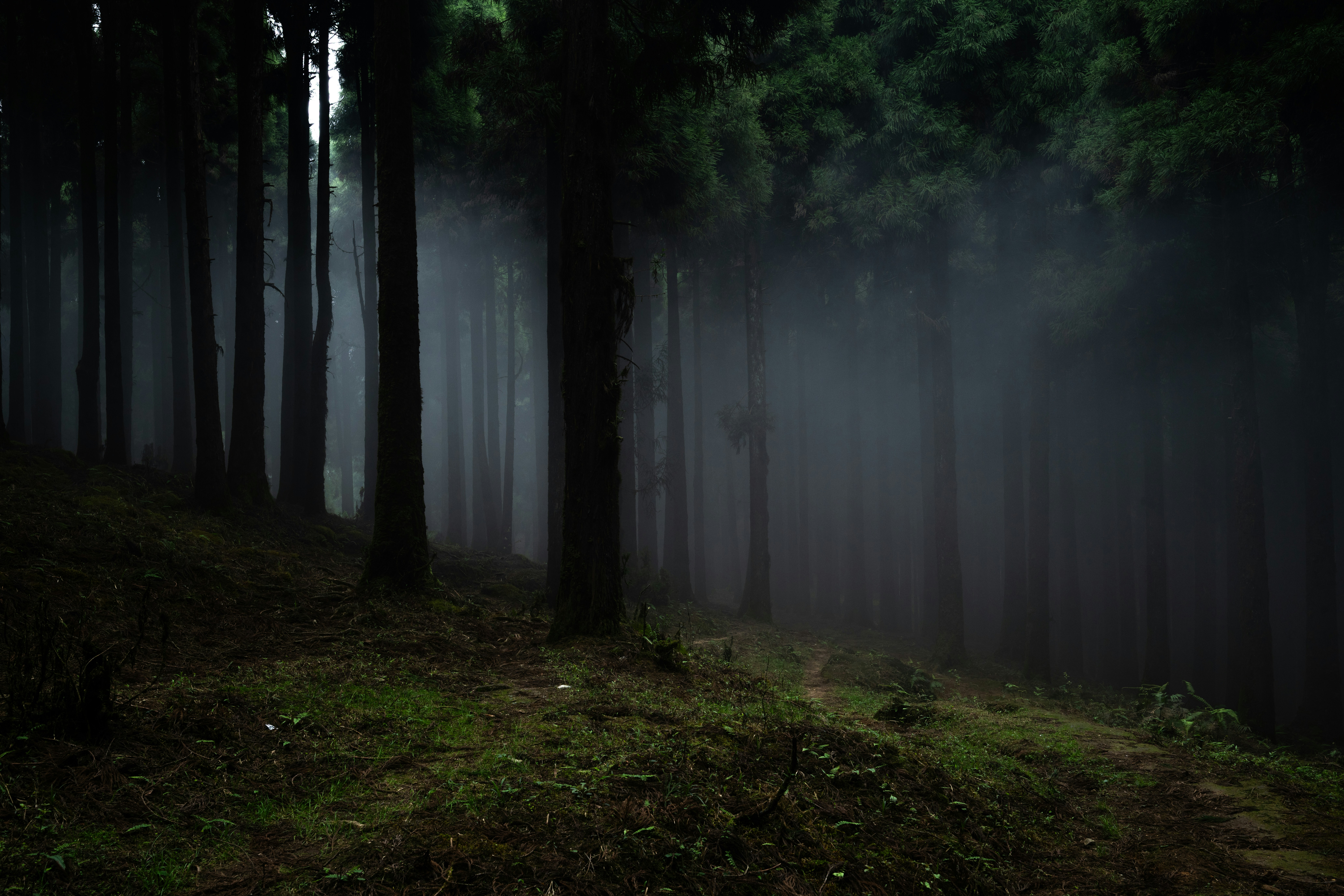 Fog in the Pines: A Quiet Understory of Dusk
