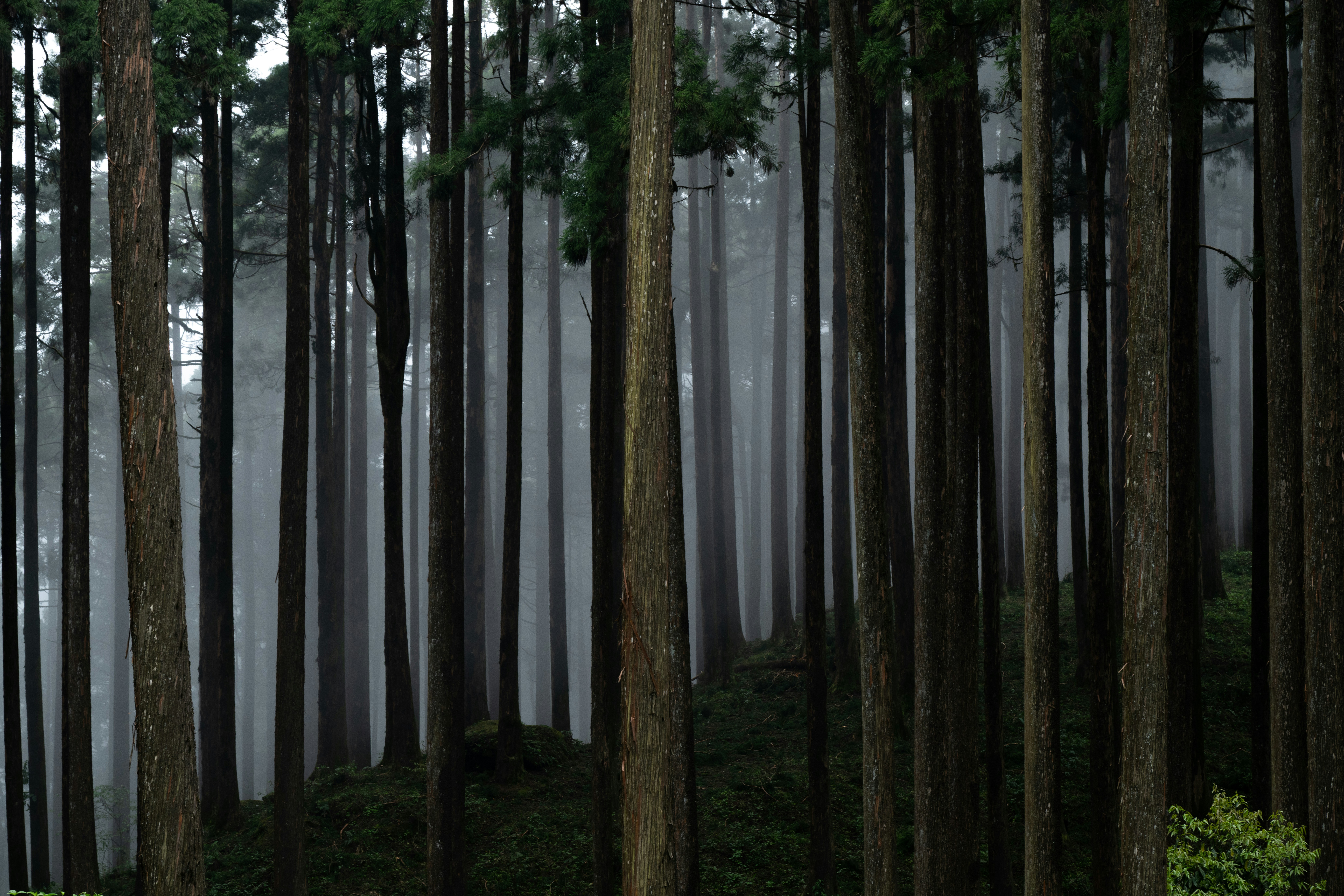 Mist-Shrouded Pines: A Quiet Descent into the Fog