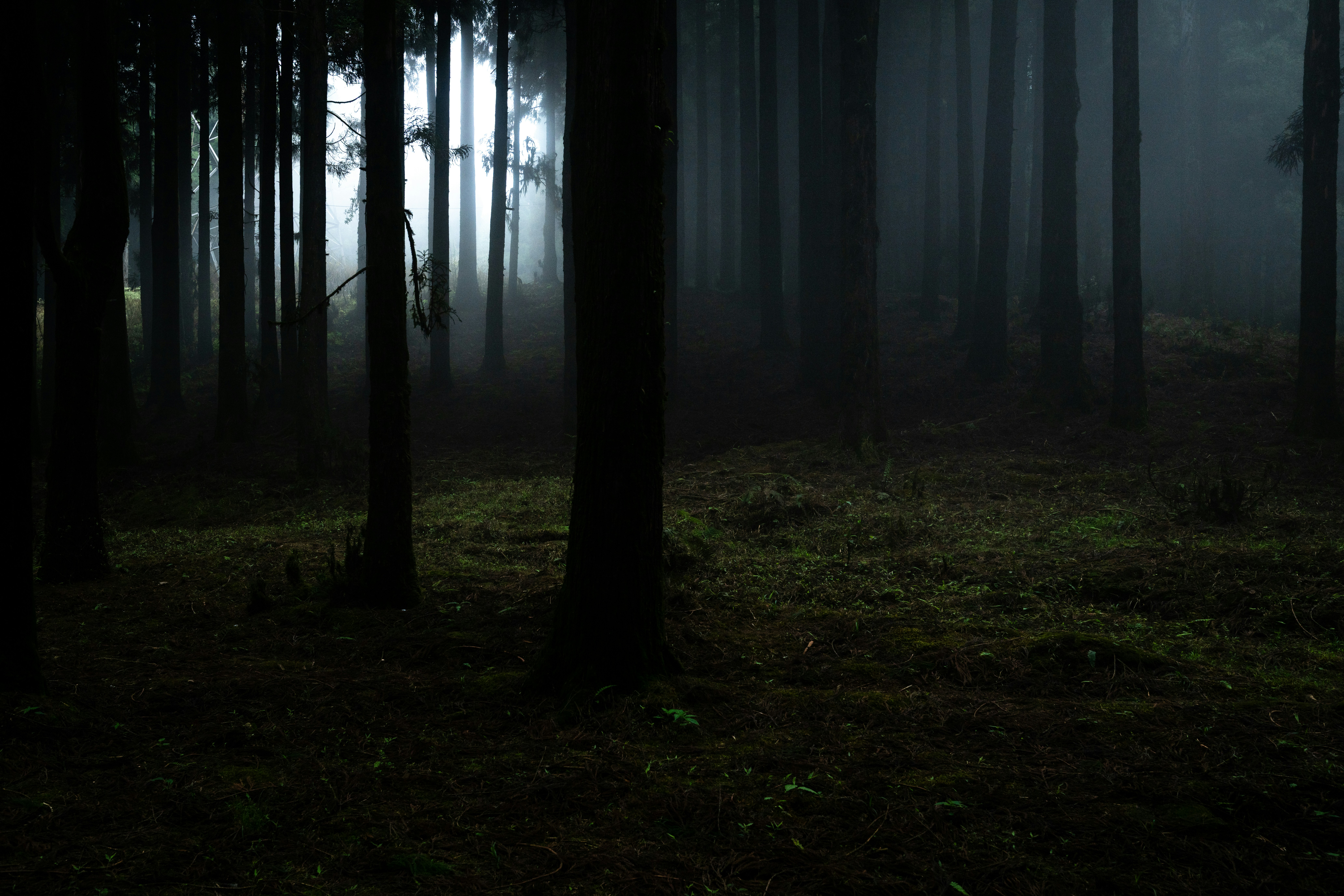 Silent Veil: Shadowed Pines in a Fog-Laced Clearing