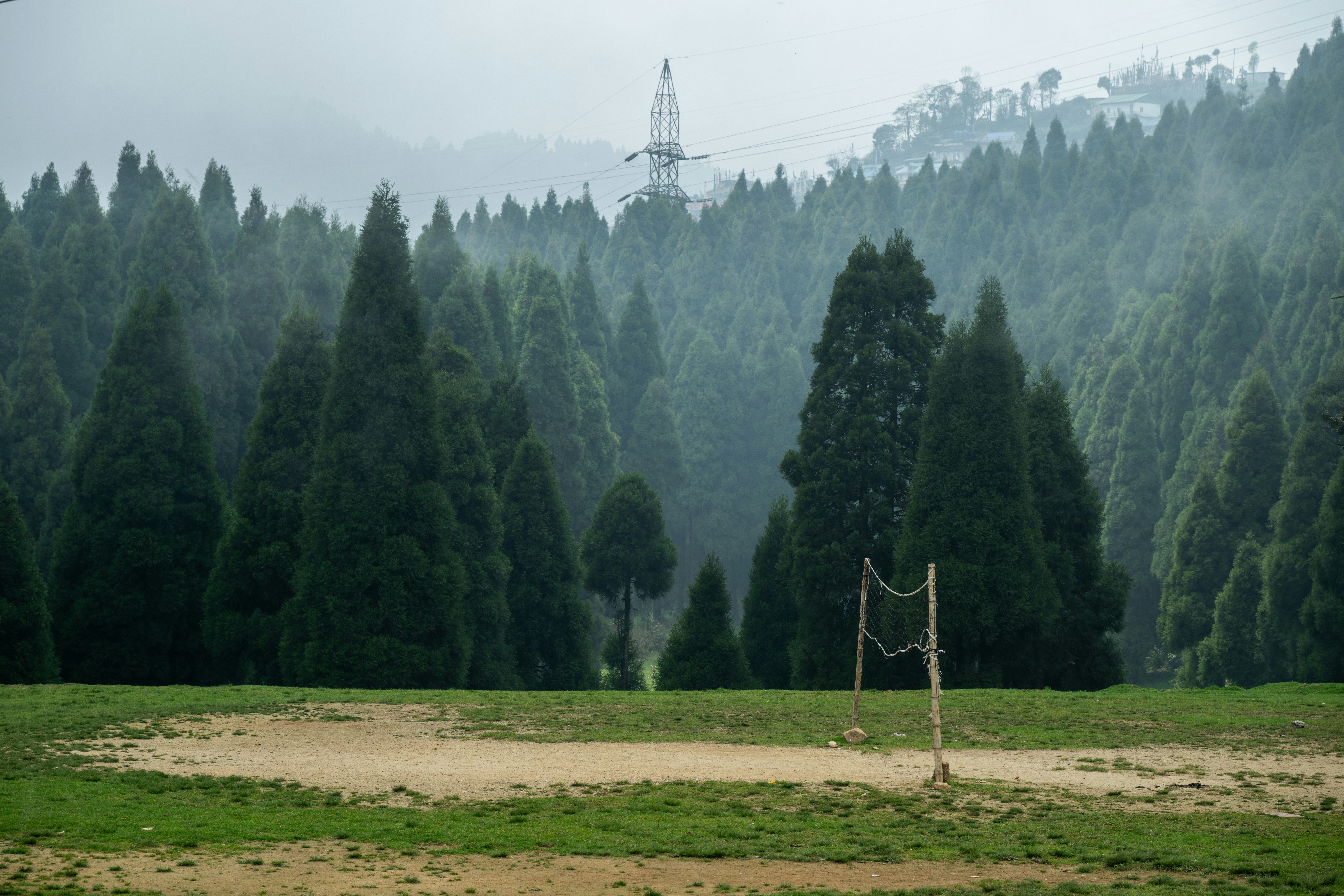 Minimalist Field under Mammoth Pines
