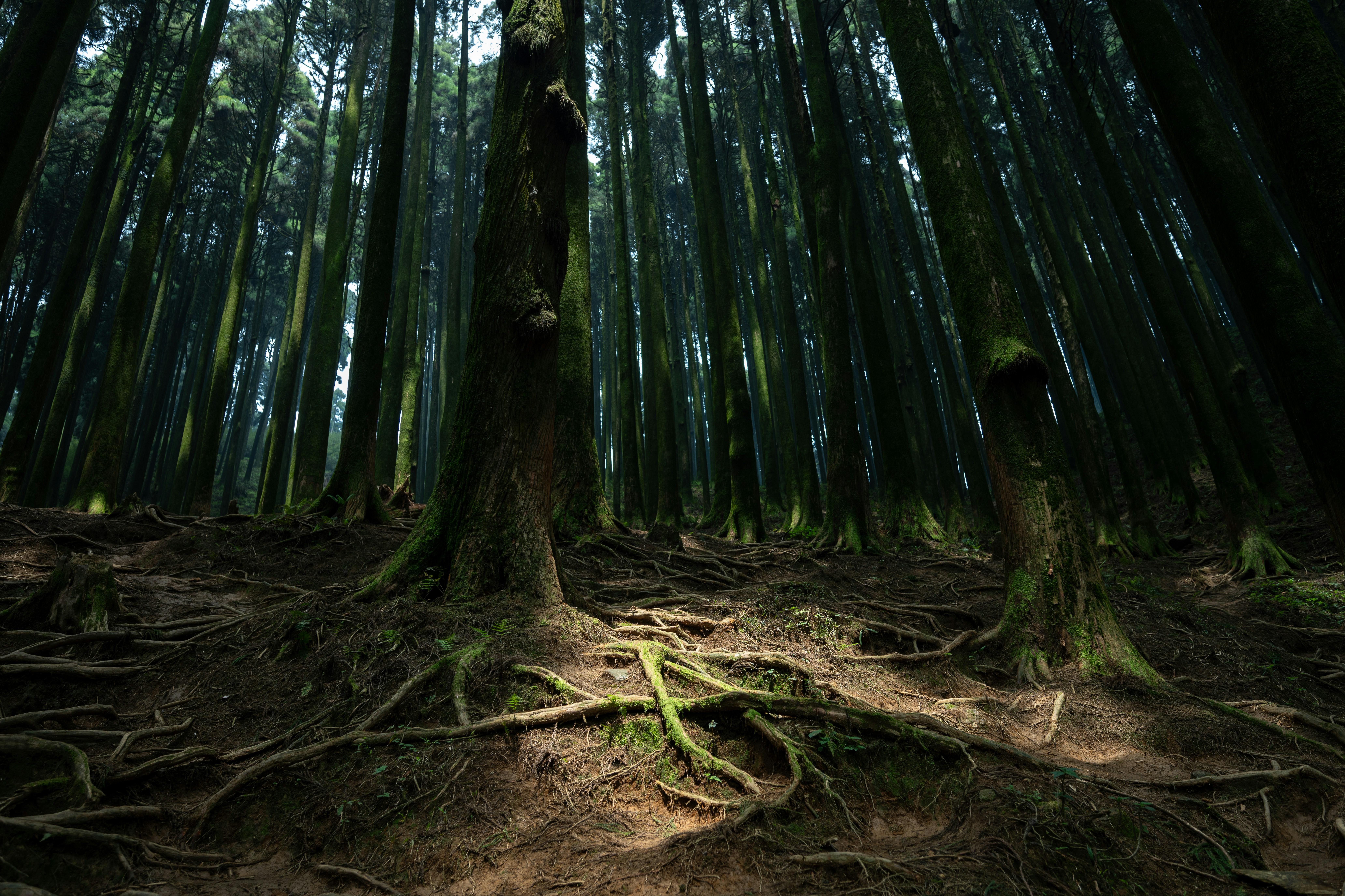 Rooted Cathedral: Sunlit Forest Floor Between Mossy Trunks