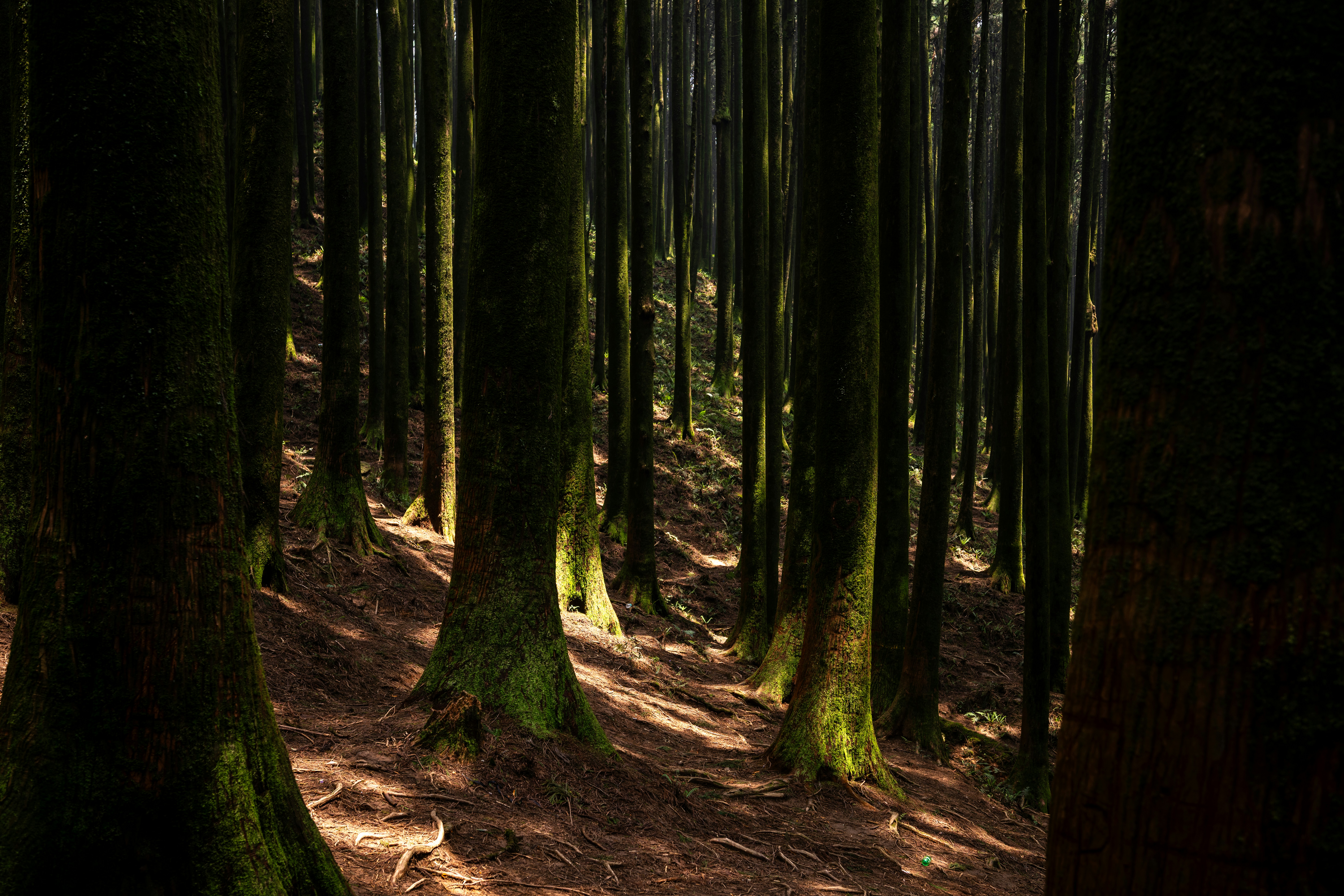 Sunlit Forest Path: Mossy Pines in Quiet Ascent
