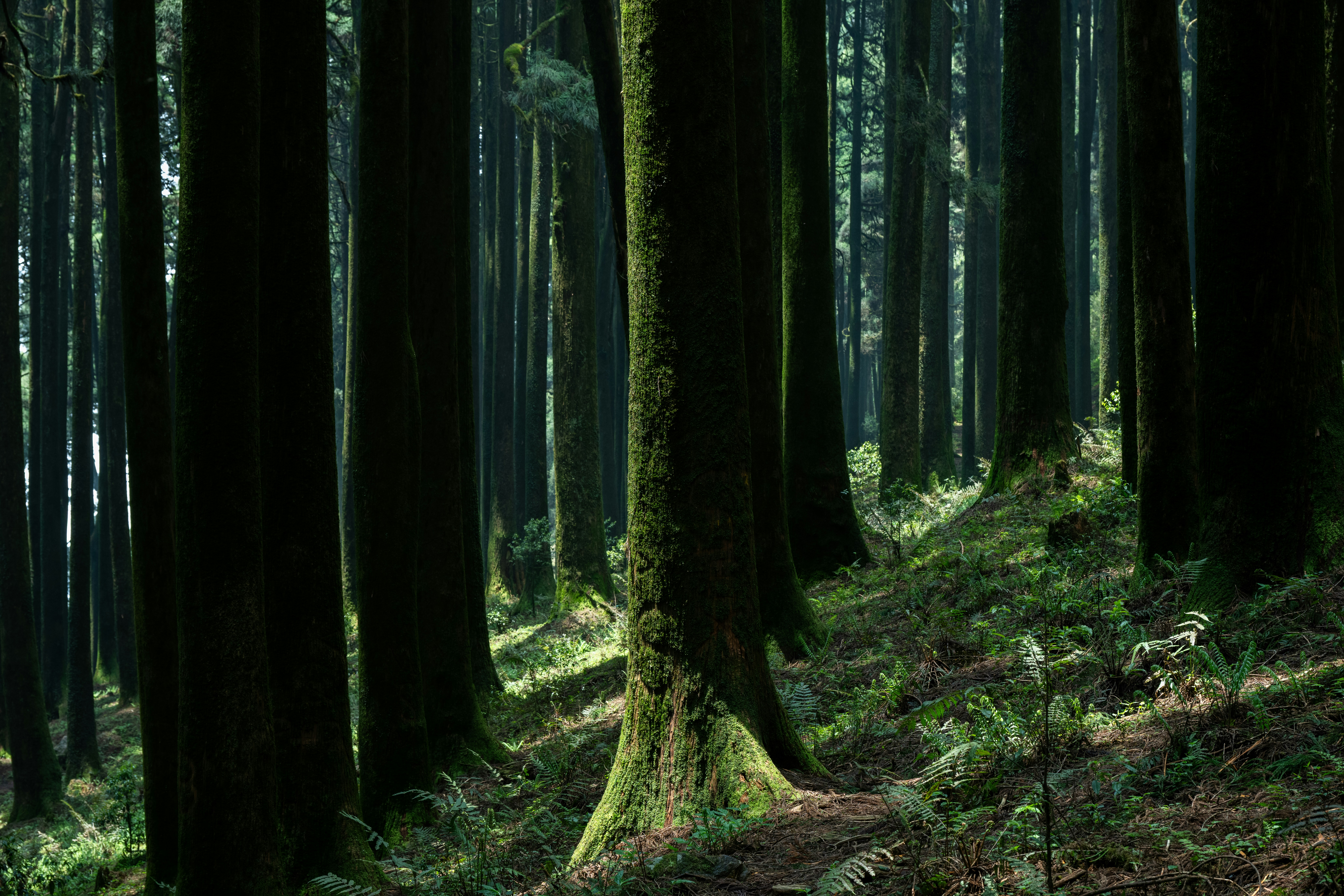 Moss-Carpeted Giants: A Quiet Walk Through a Shadowed Forest