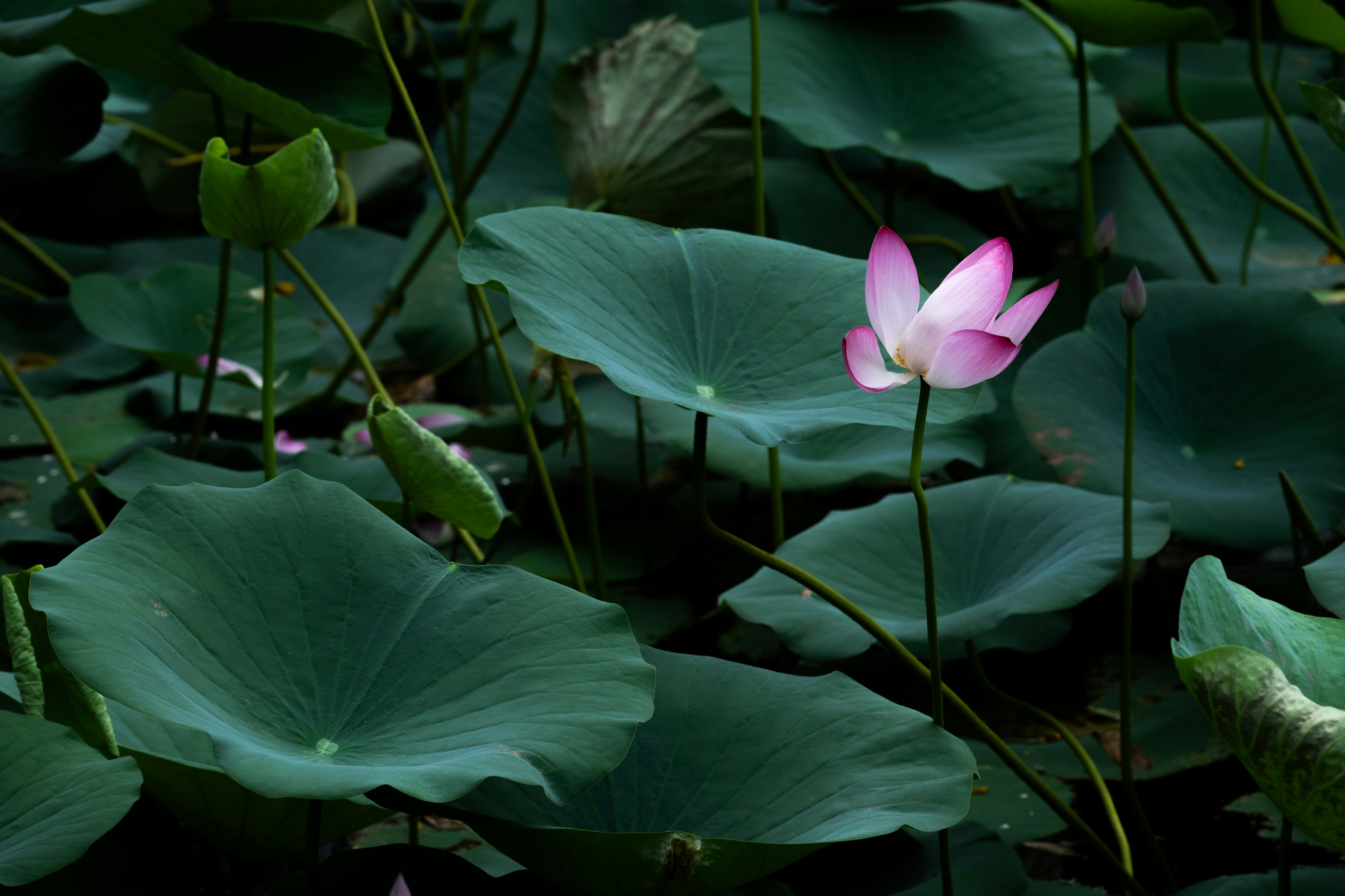 Single Pink Lotus Pearl in a Sea of Green