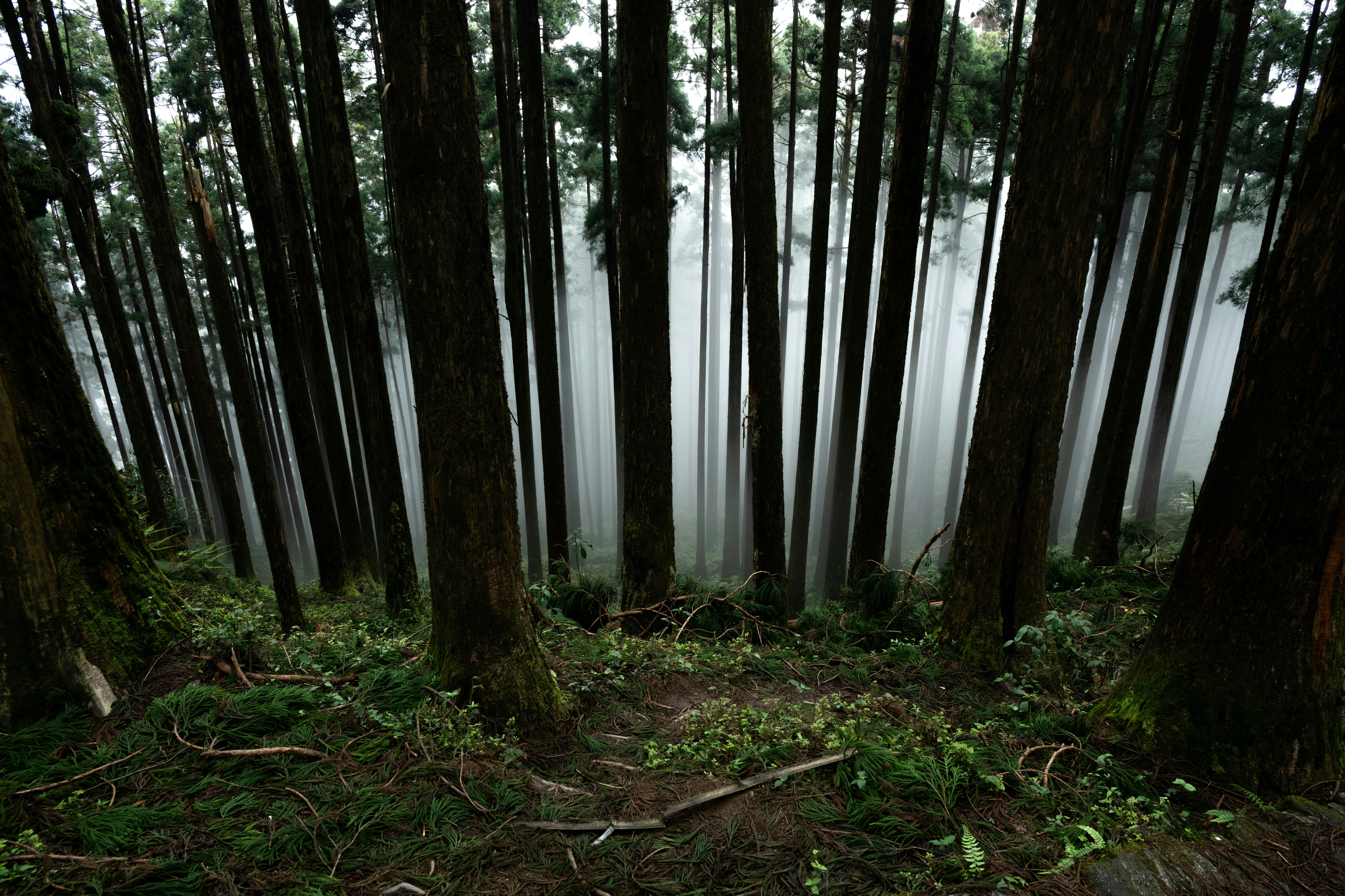 Mist-Laced Pines: A Shadowed Corridor Breathes in the Fog