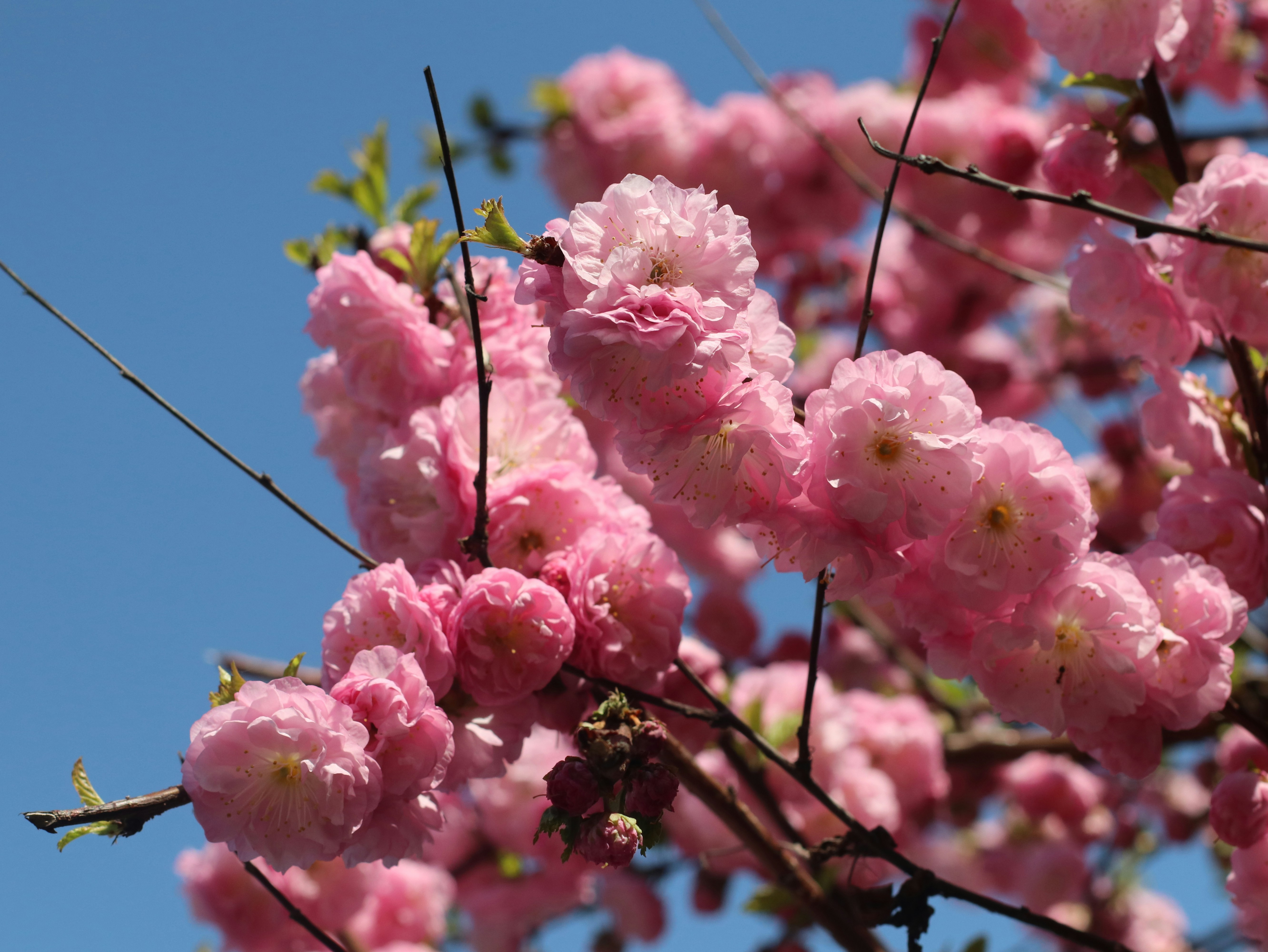 Blossom Cloud: A Burst of Pink Against a Clear Sky