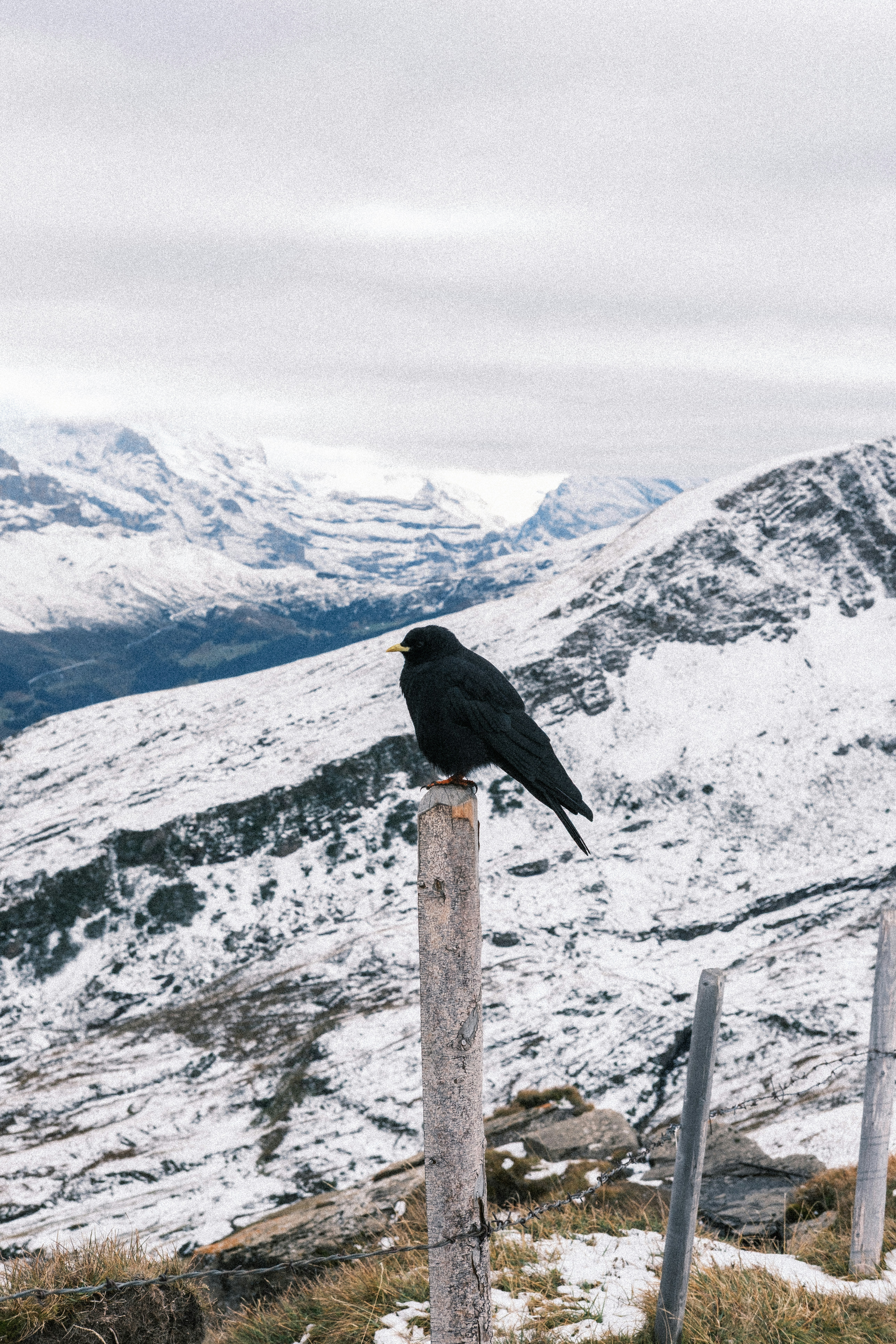 Black Crow on a Snowy Boundary Post