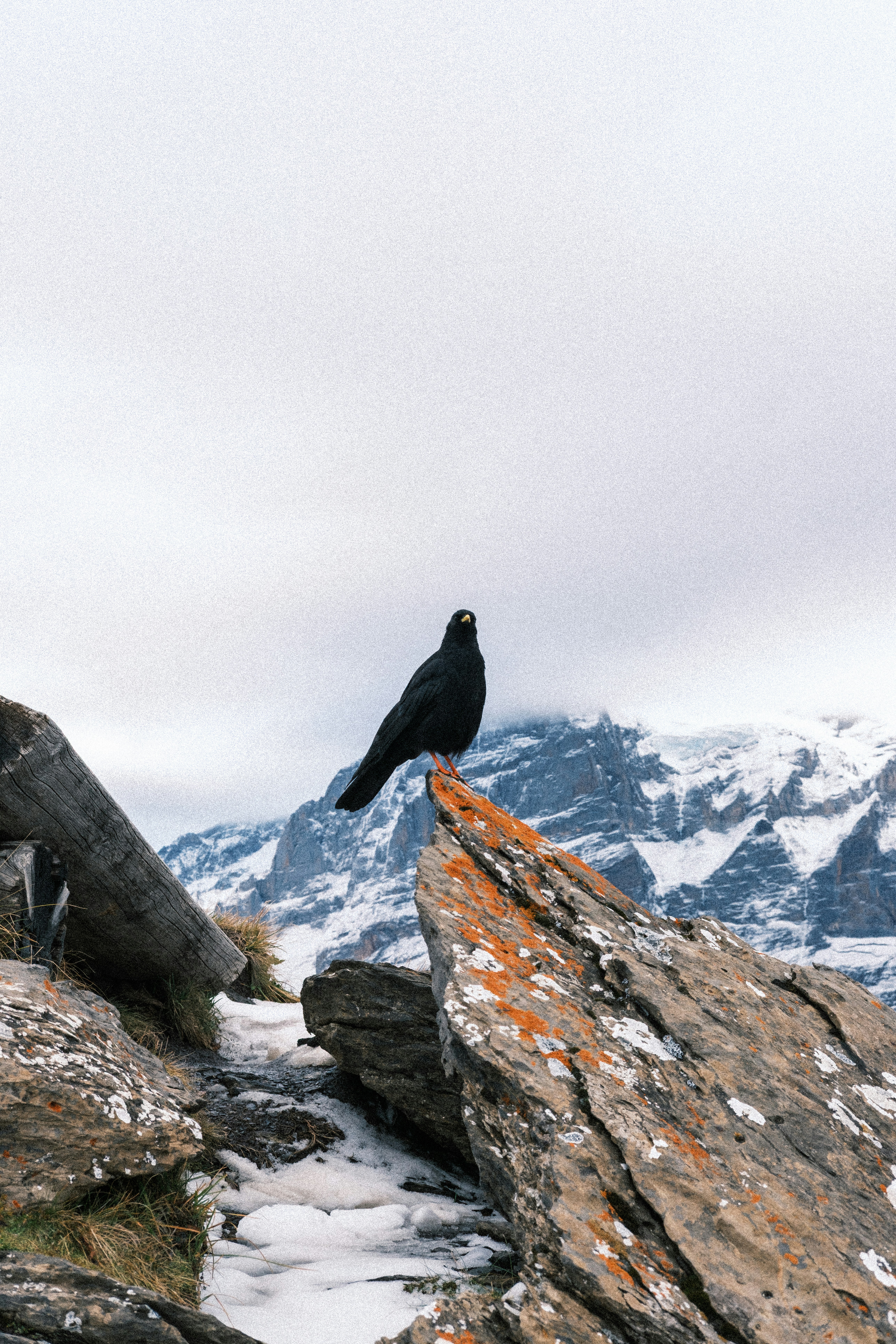 Black Bird on Snow-stitched Ridge under Alpine Sky