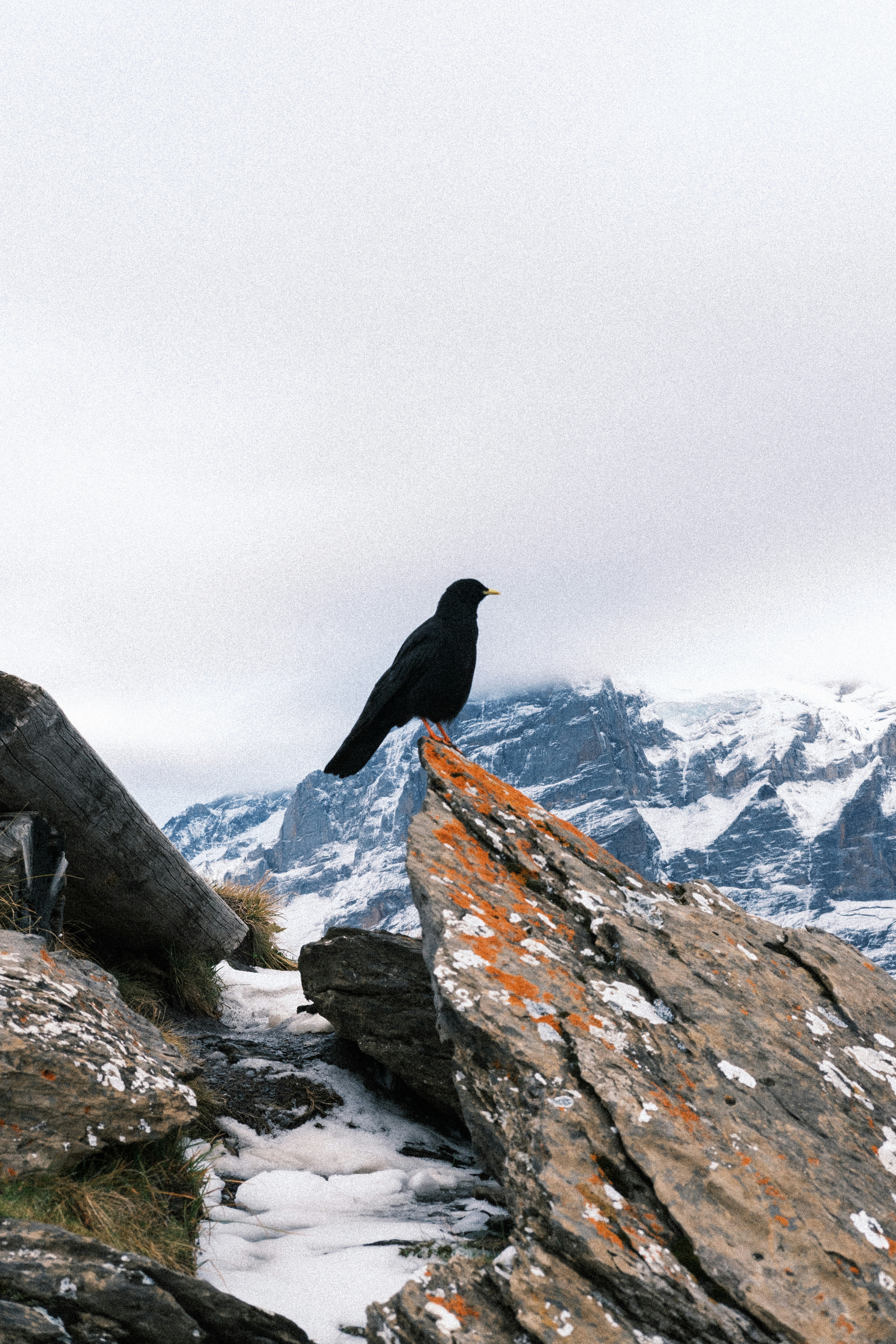 A Lone Black Bird Perched on Rugged Mountain Spire