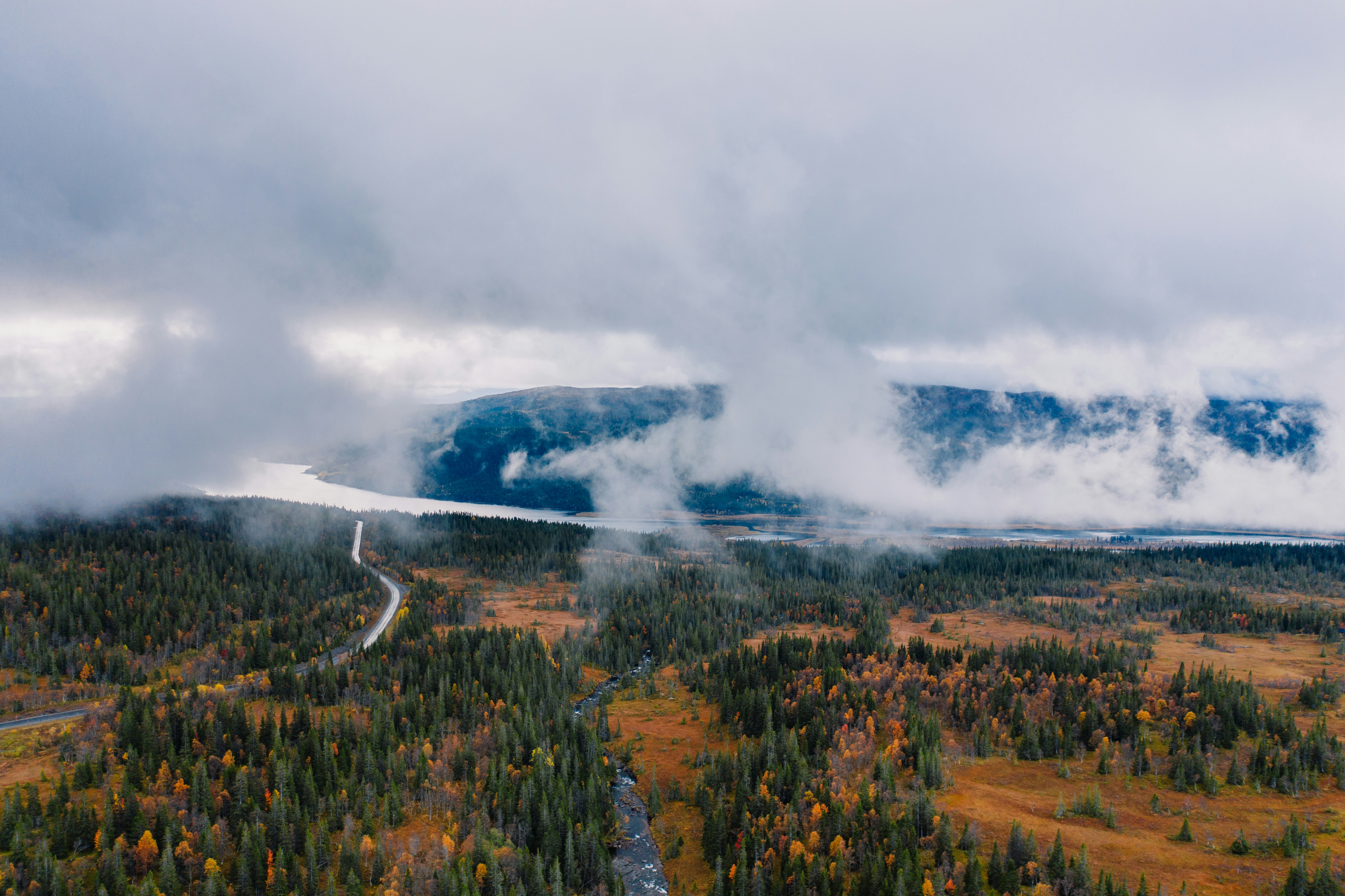 Mist over the Fall Forest Corridor