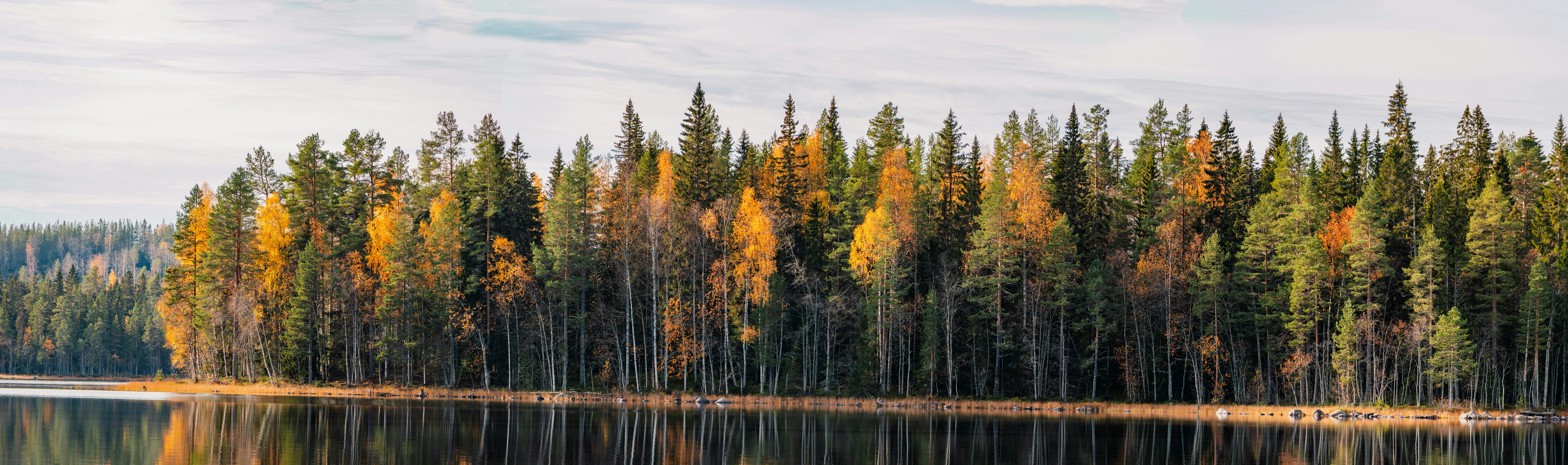 Autumn shoreline: trees in gold and amber mirrored on glassy water
