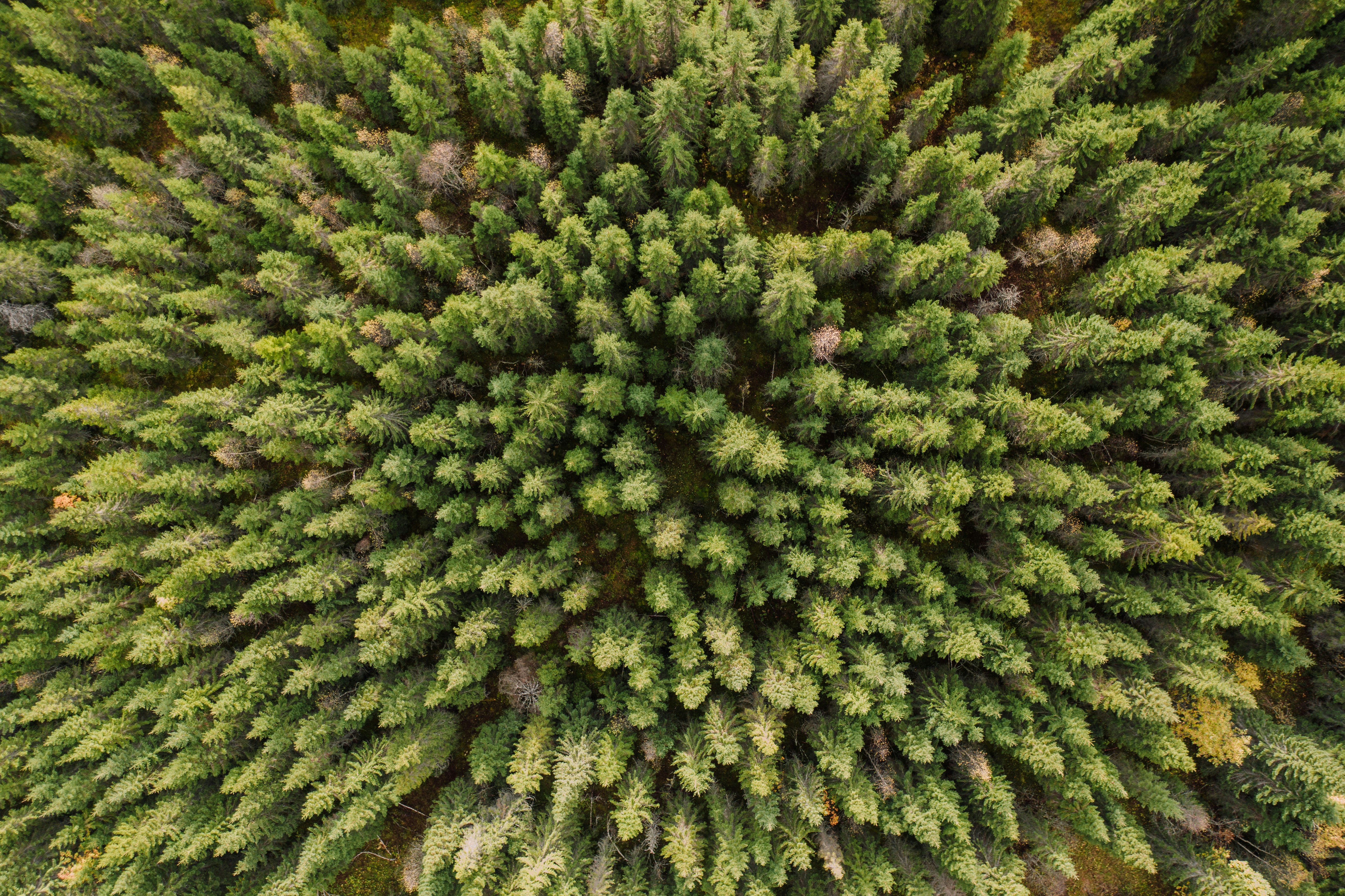 Crown of Pines: A Green Canopy from Above