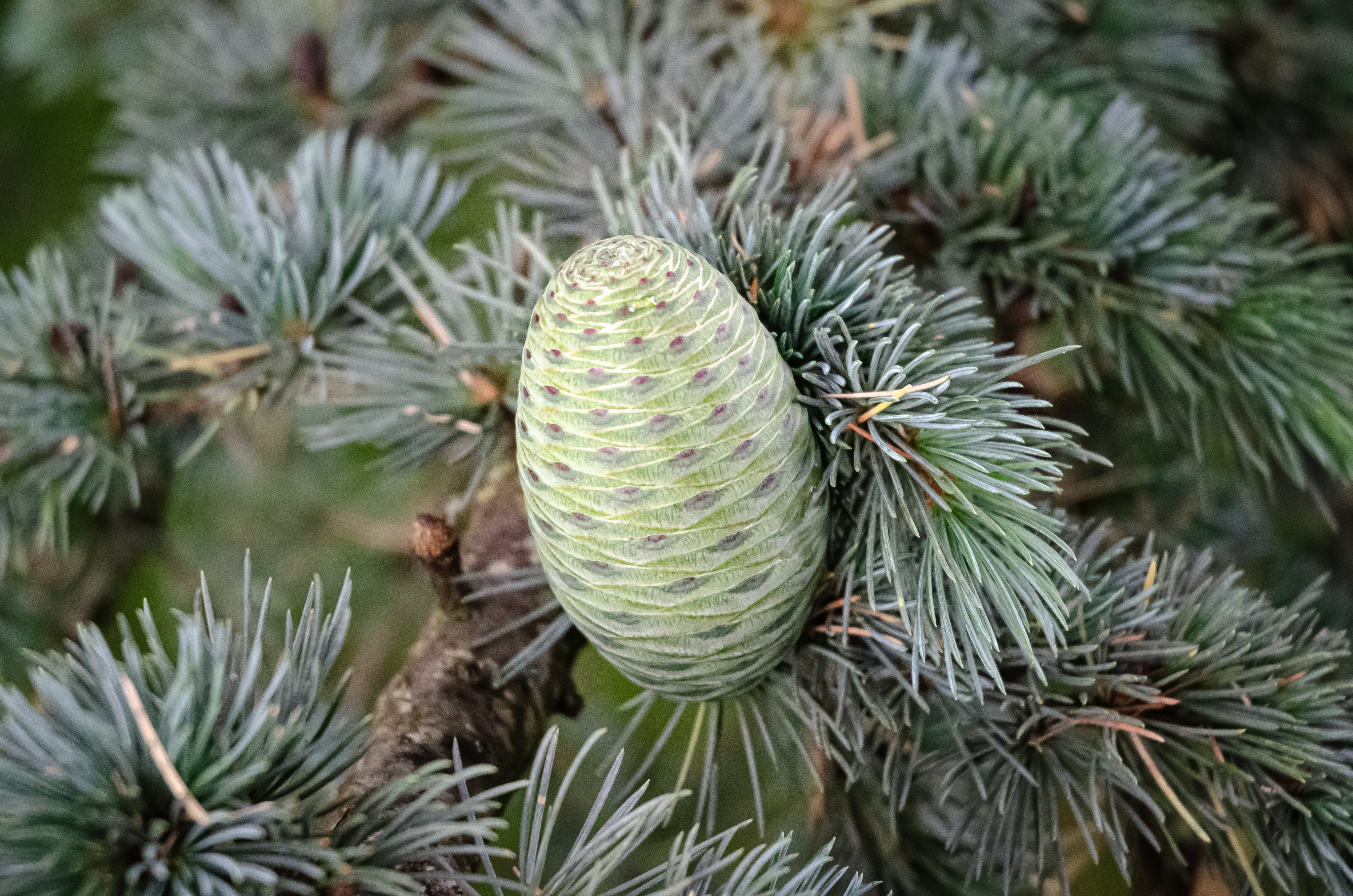Pine Cone In Bloom: A Close-Up Among Frosted Needles