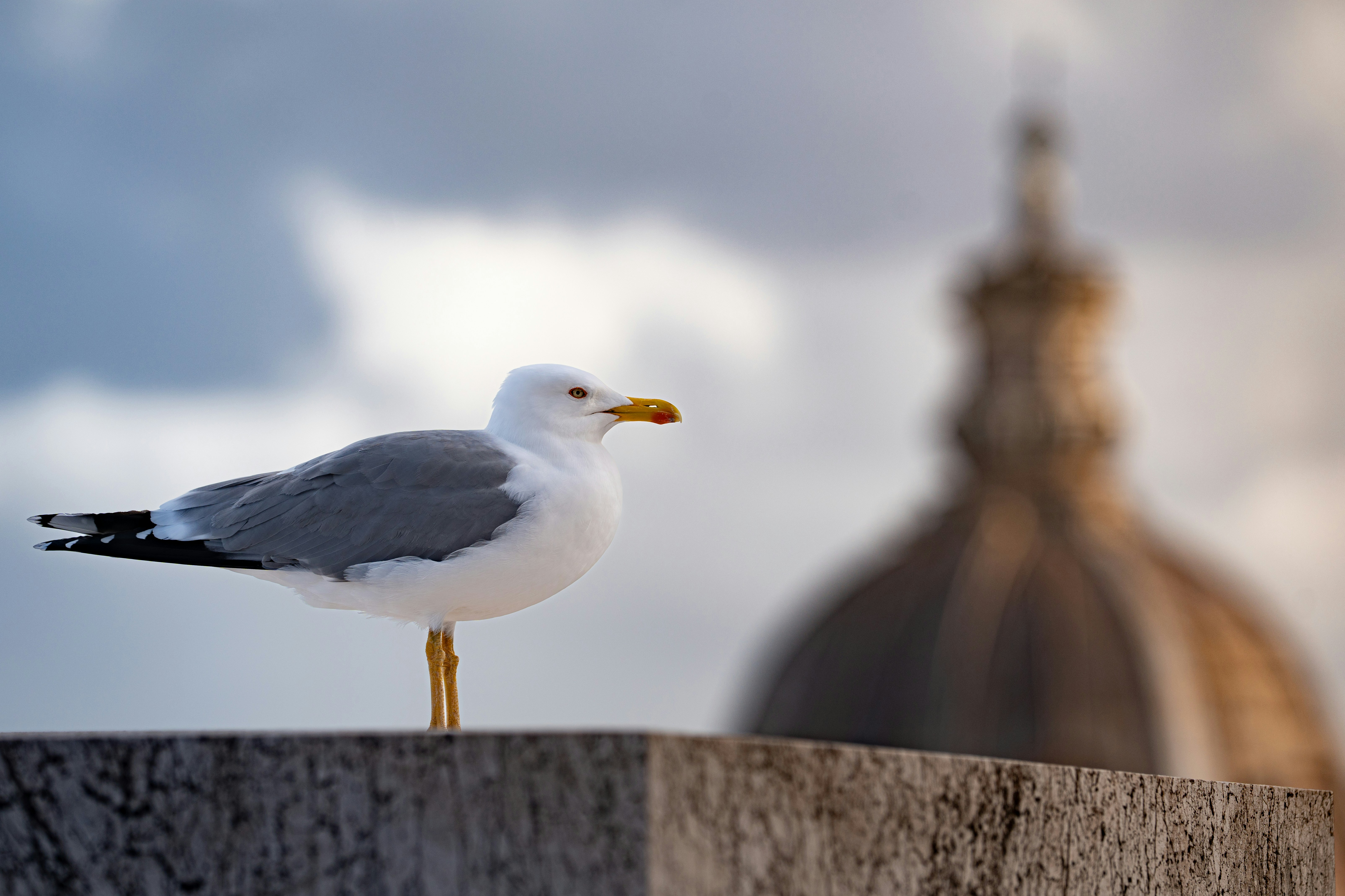Seagull Sentinel on a City Rooftop