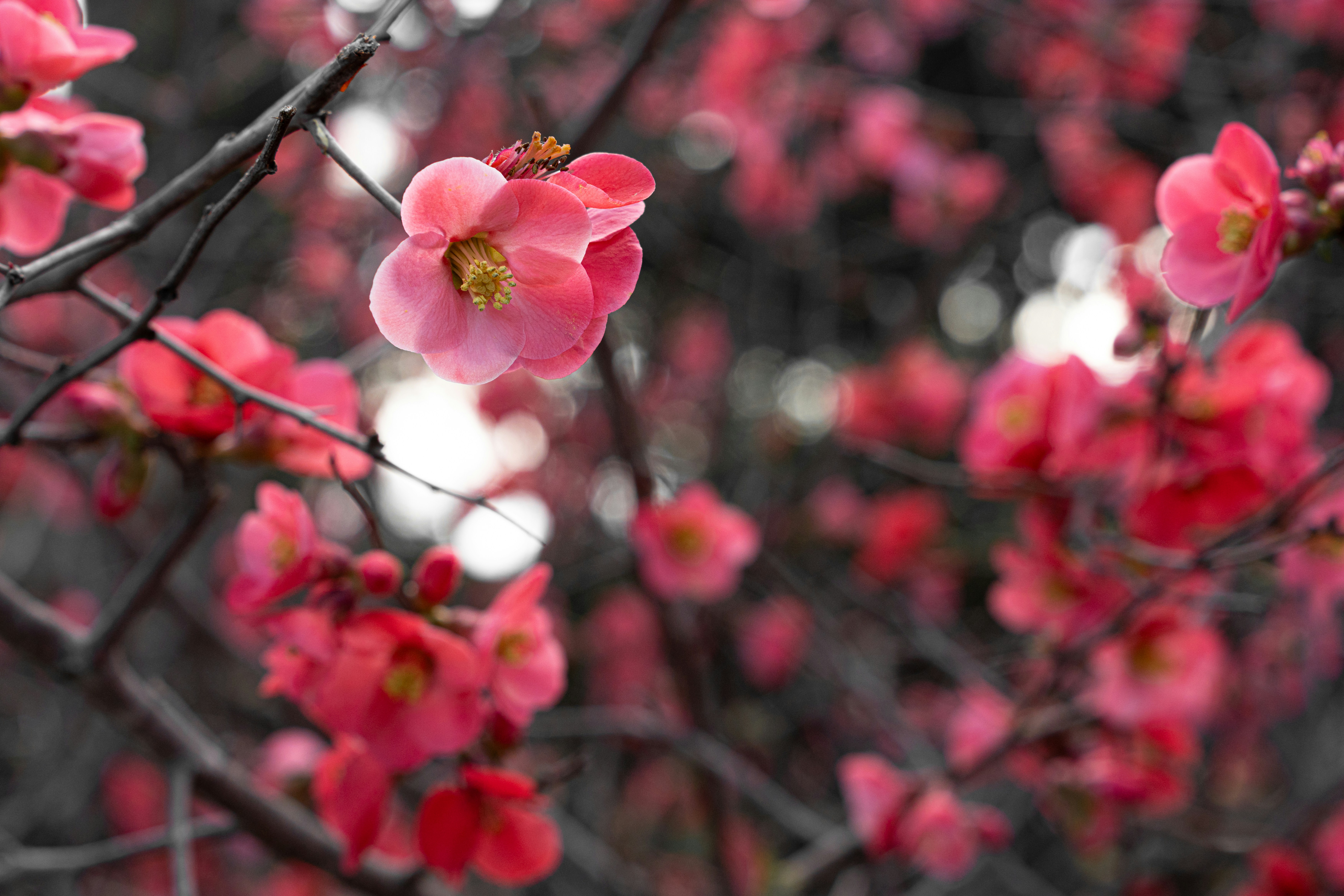 Pink Blossom in Focus: A Centered Petal Amid Soft Bokeh