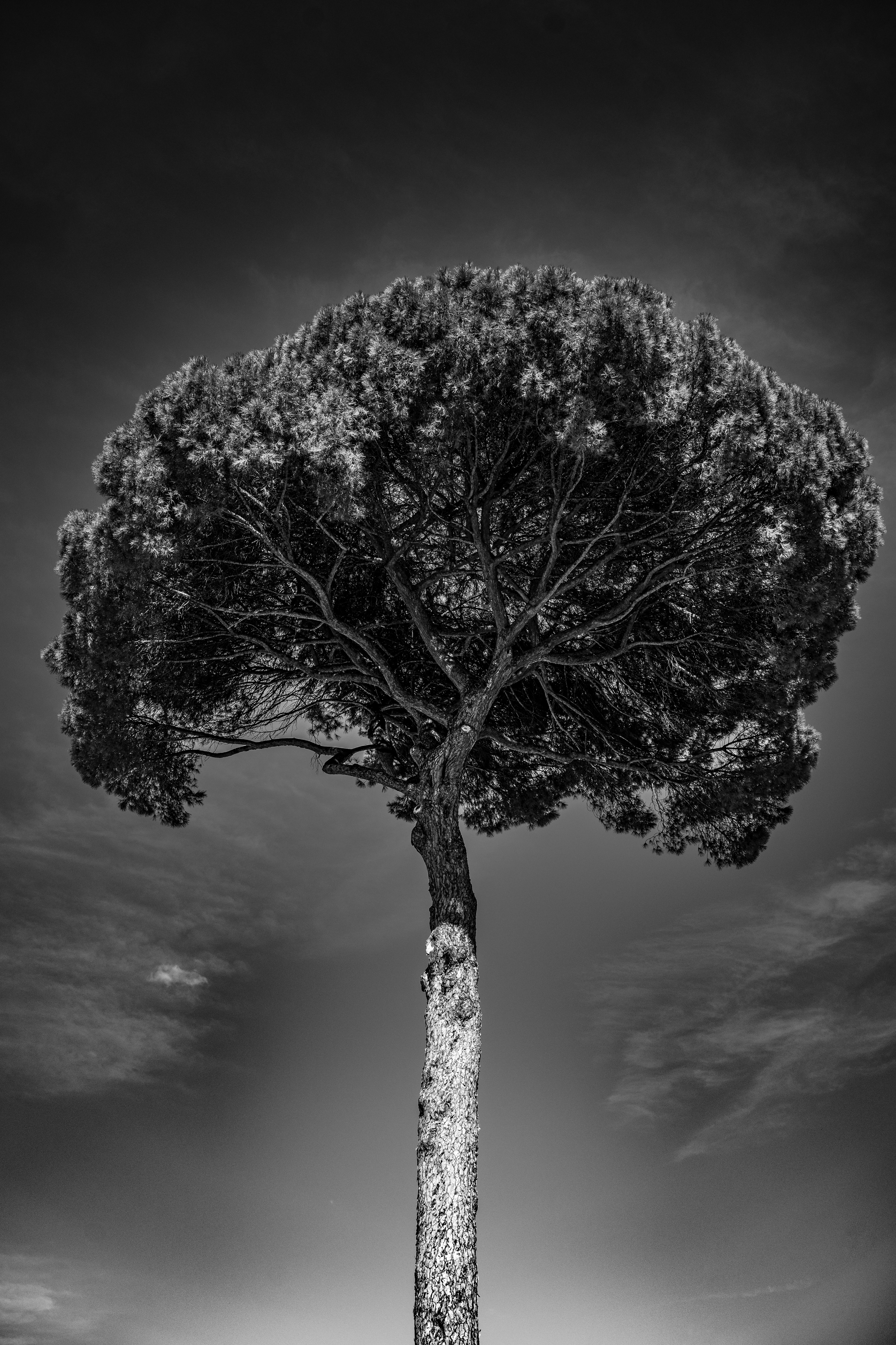 Lone Umbrella: A Tree Crown Against A Wistful Sky