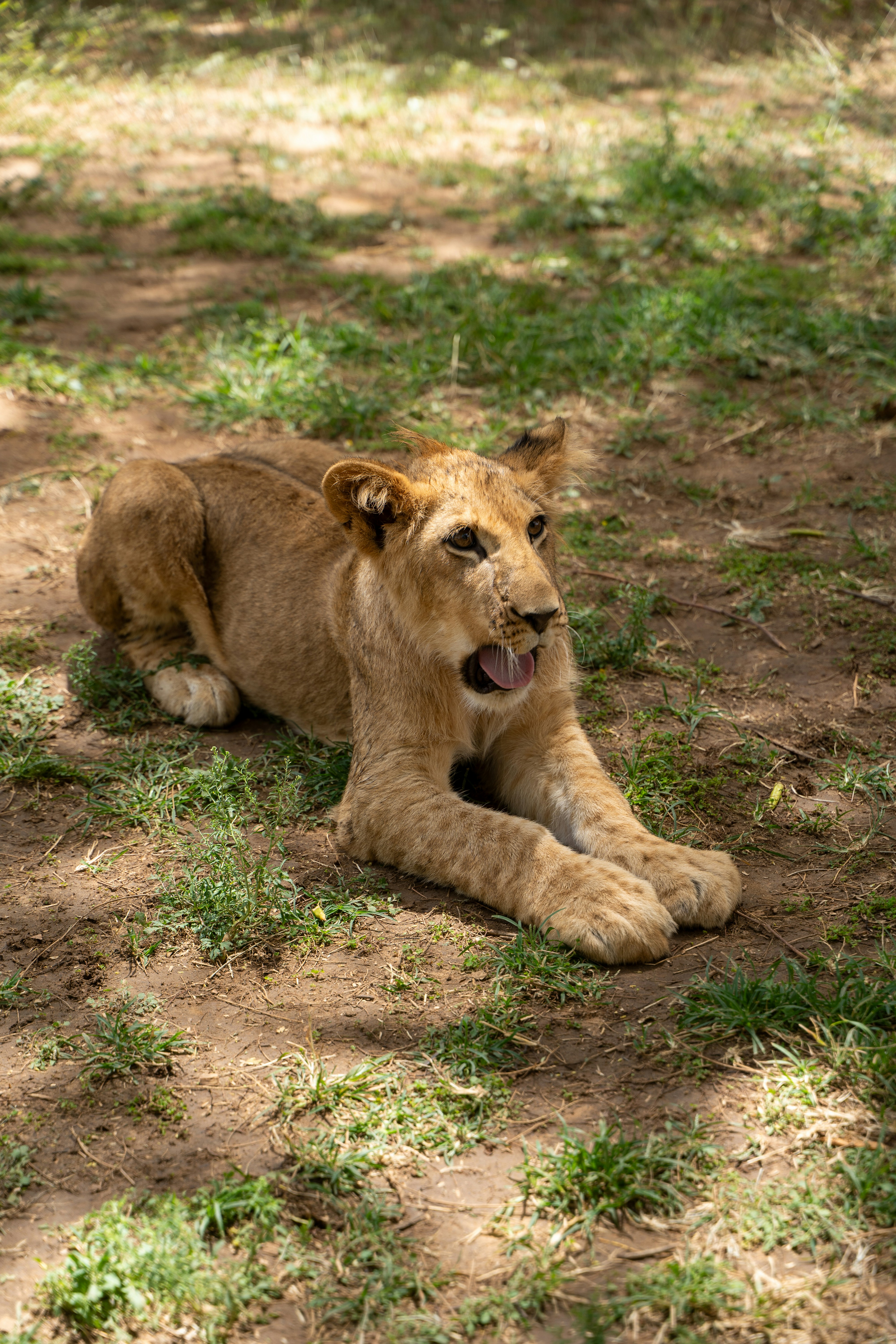 Lionside Rest: A Lioness Cub Lounges in Dappled Ground