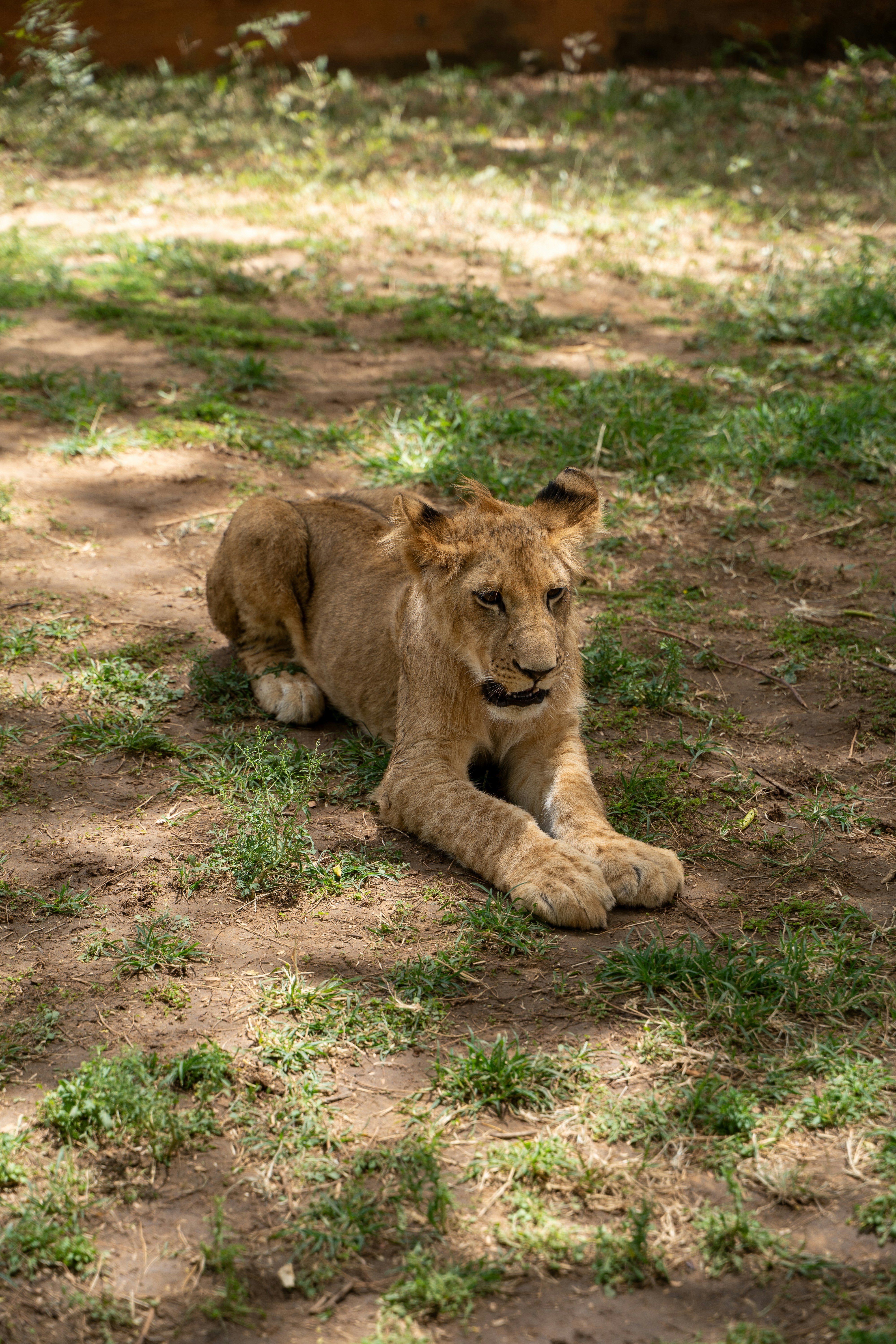 Resting Lion Cub under Dappled Shade