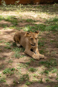 Resting Lion Cub under Dappled Shade